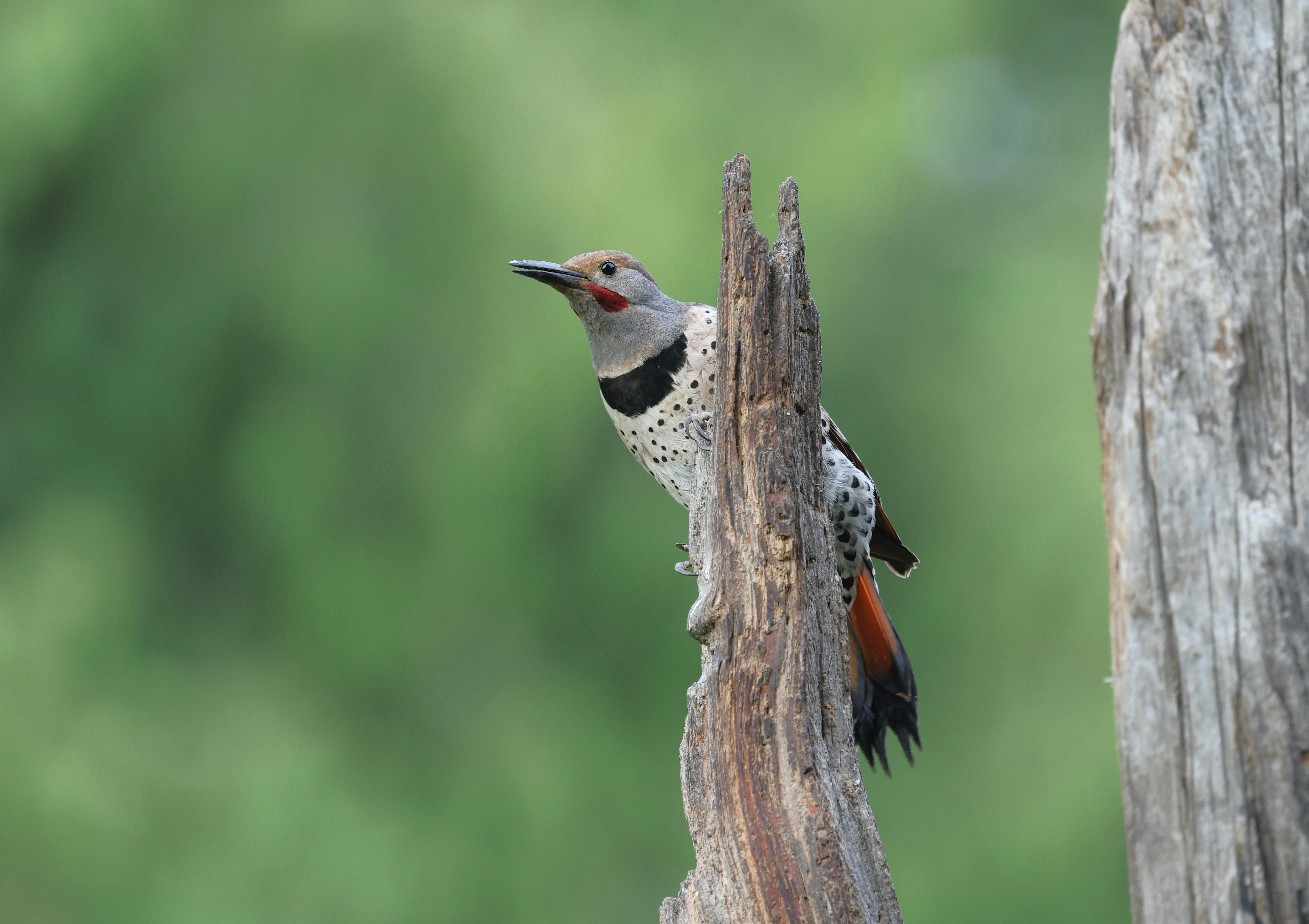What You Need to Know About the Red-Shafted Flicker Bird