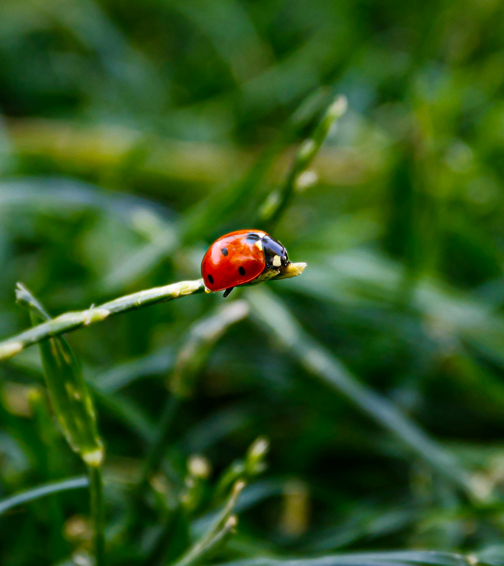 Close Up Photo of Ladybug on Leaf during Daytime · Free Stock Photo