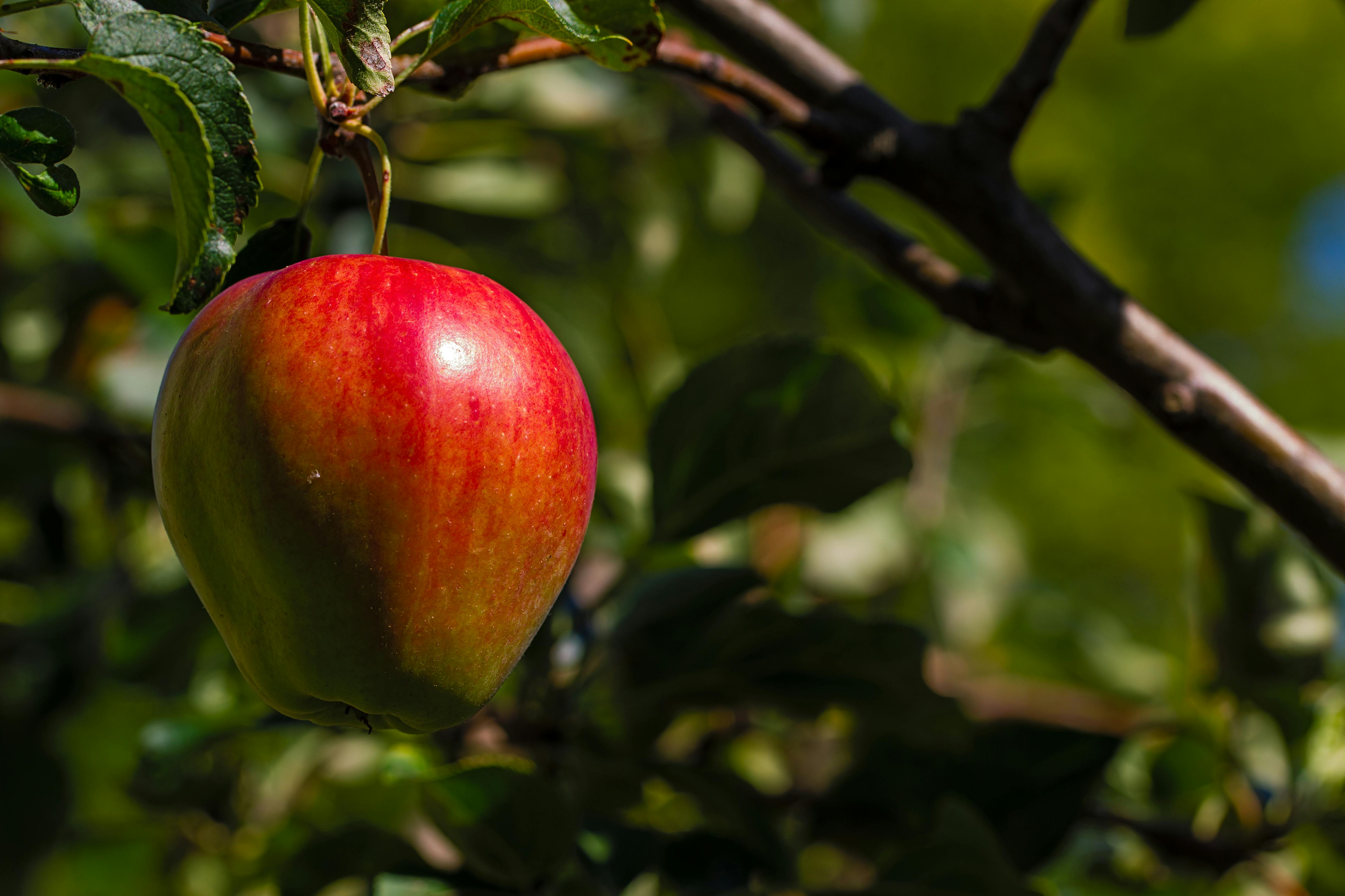 Apple Fruit Photos, Download The BEST Free Apple Fruit Stock Photos ...