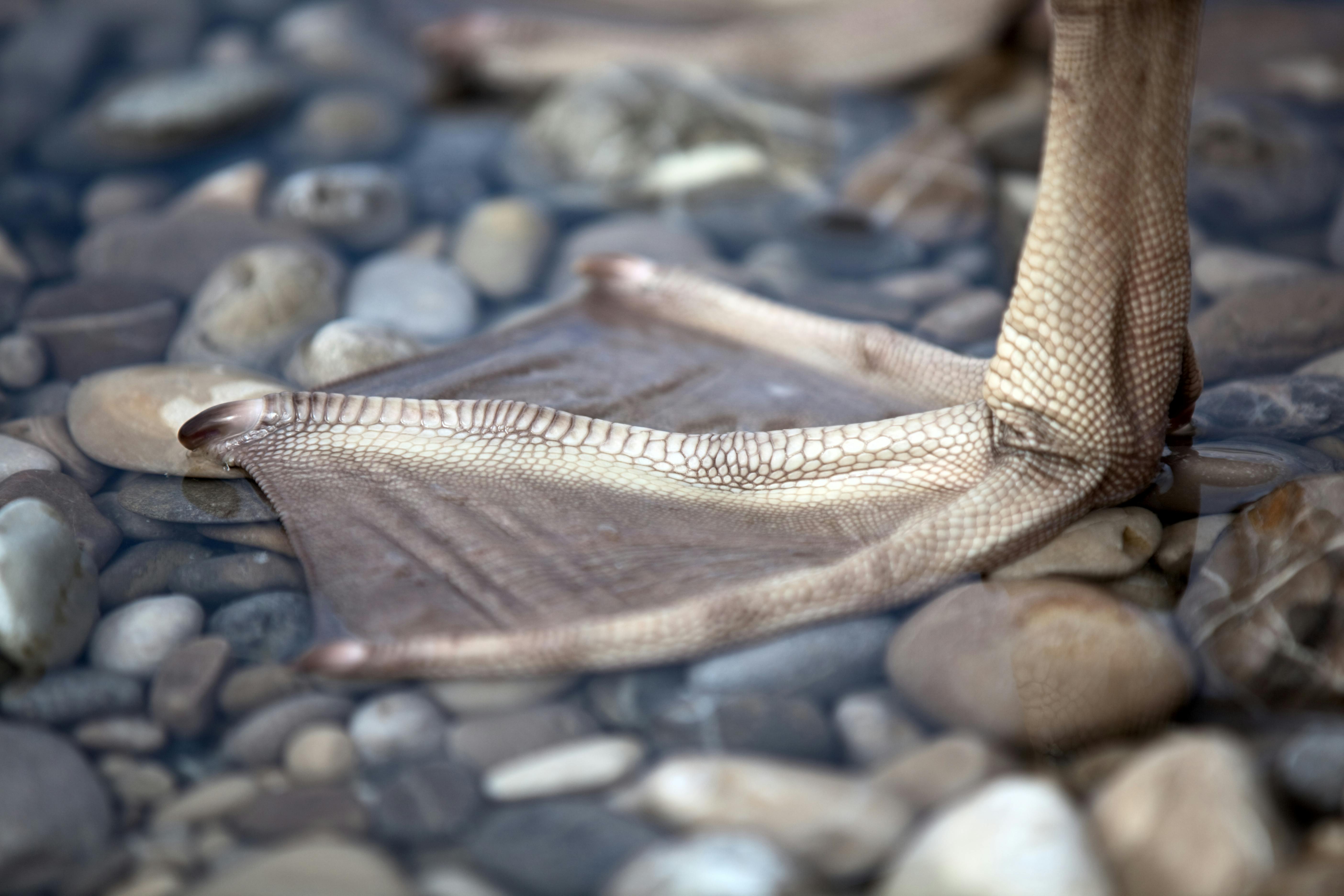 Close-up of a Duck's Webbed Foot on River Pebbles · Free Stock Photo