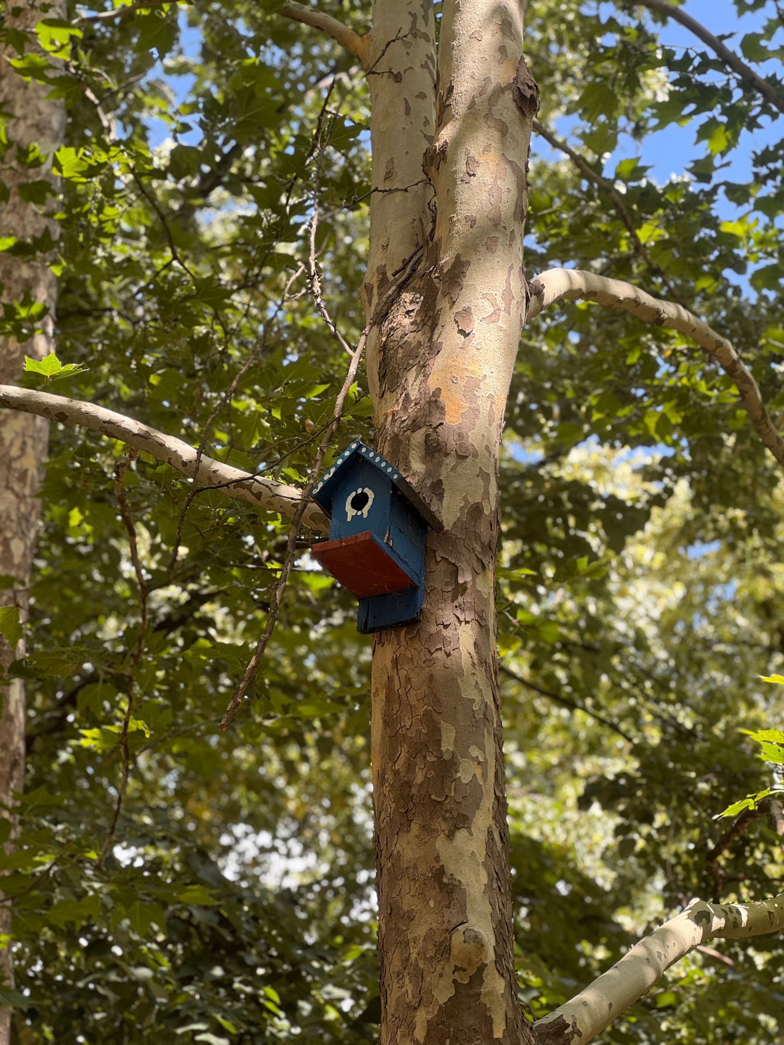 Rustic Birdhouse on Tree in Lush Forest · Free Stock Photo