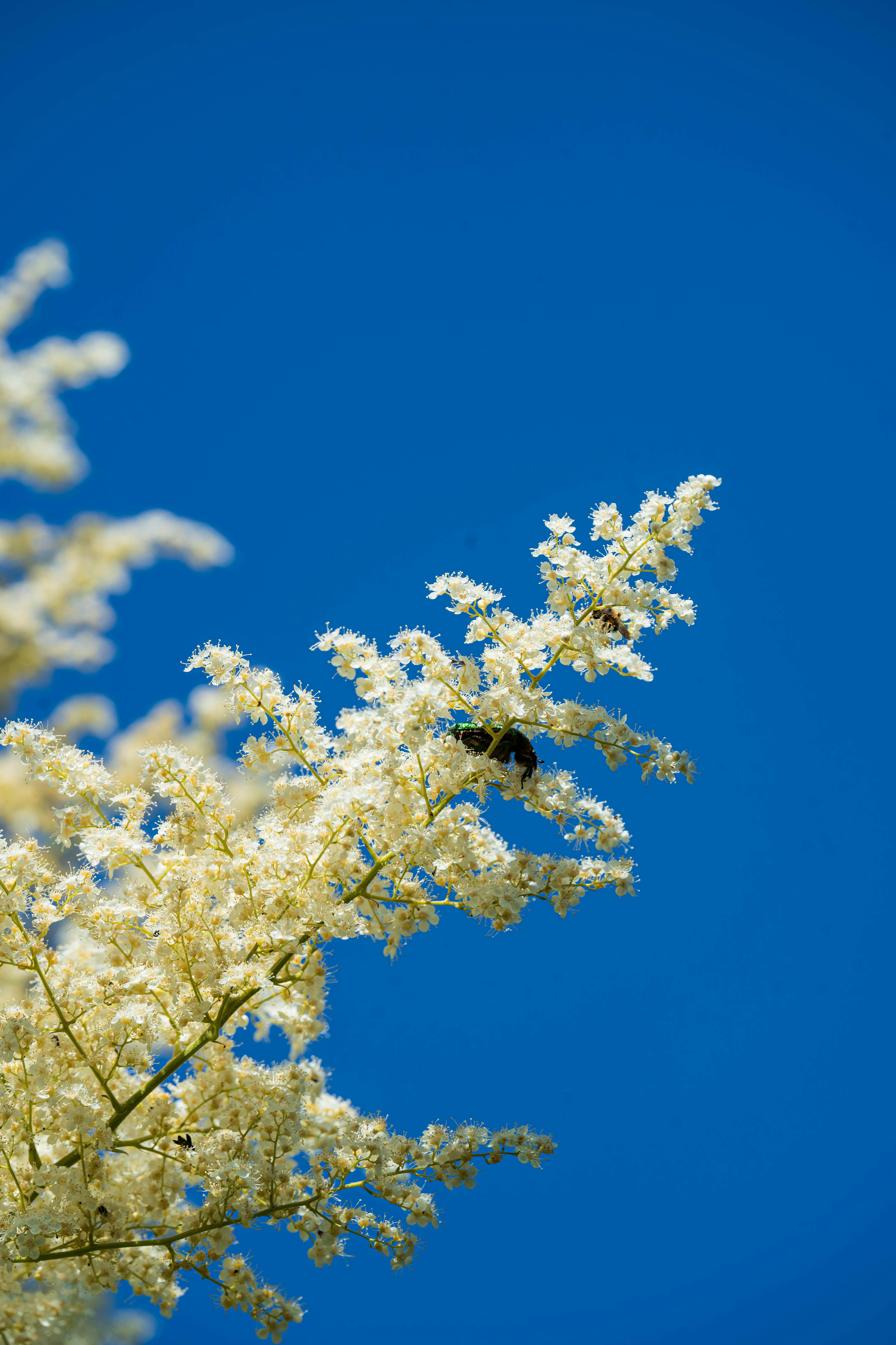 Lac Insect Photos, Download The BEST Free Lac Insect Stock Photos & HD ...