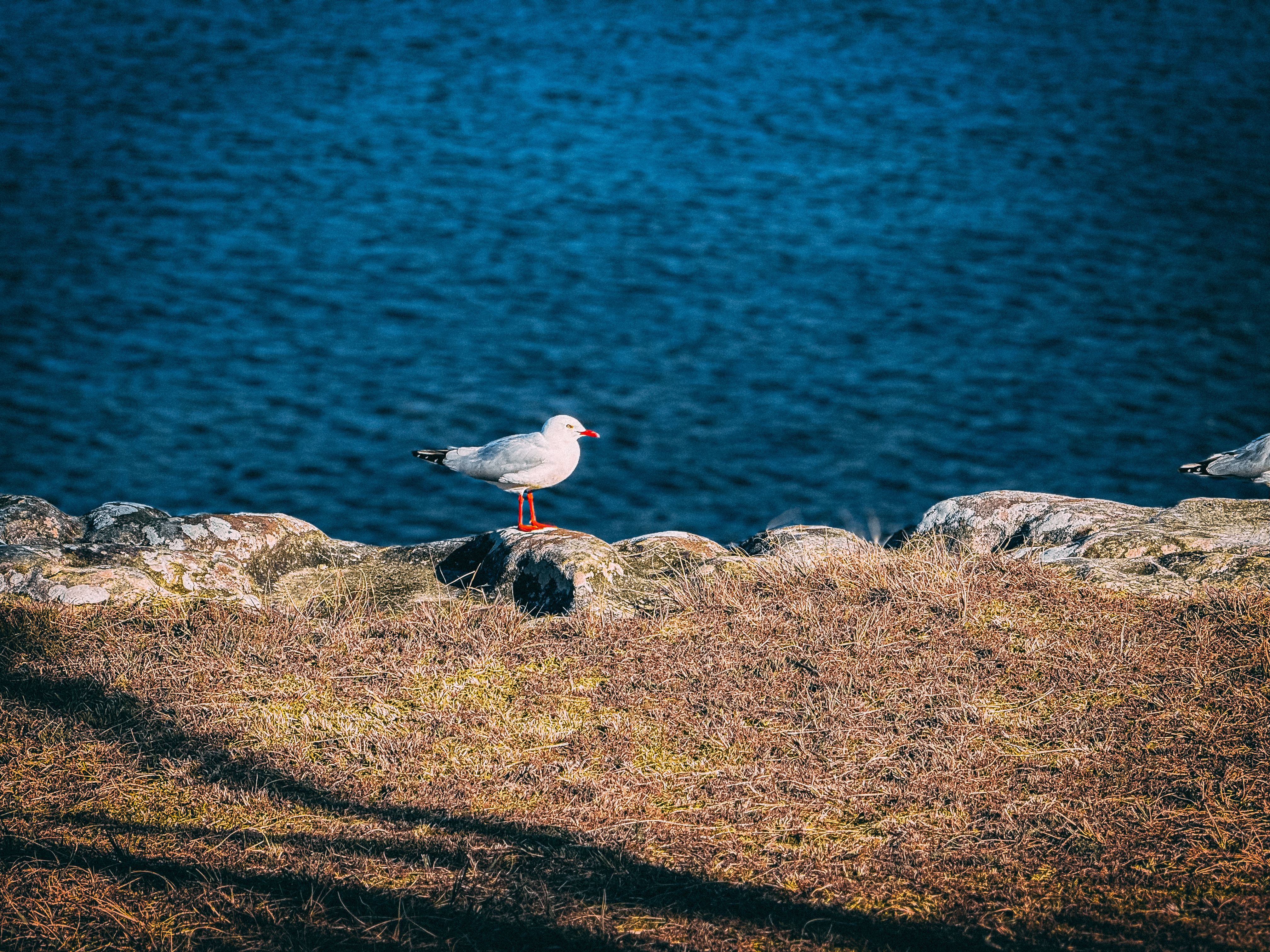 Solitary Seagull on Rocky Shoreline in NSW, Australia · Free Stock Photo