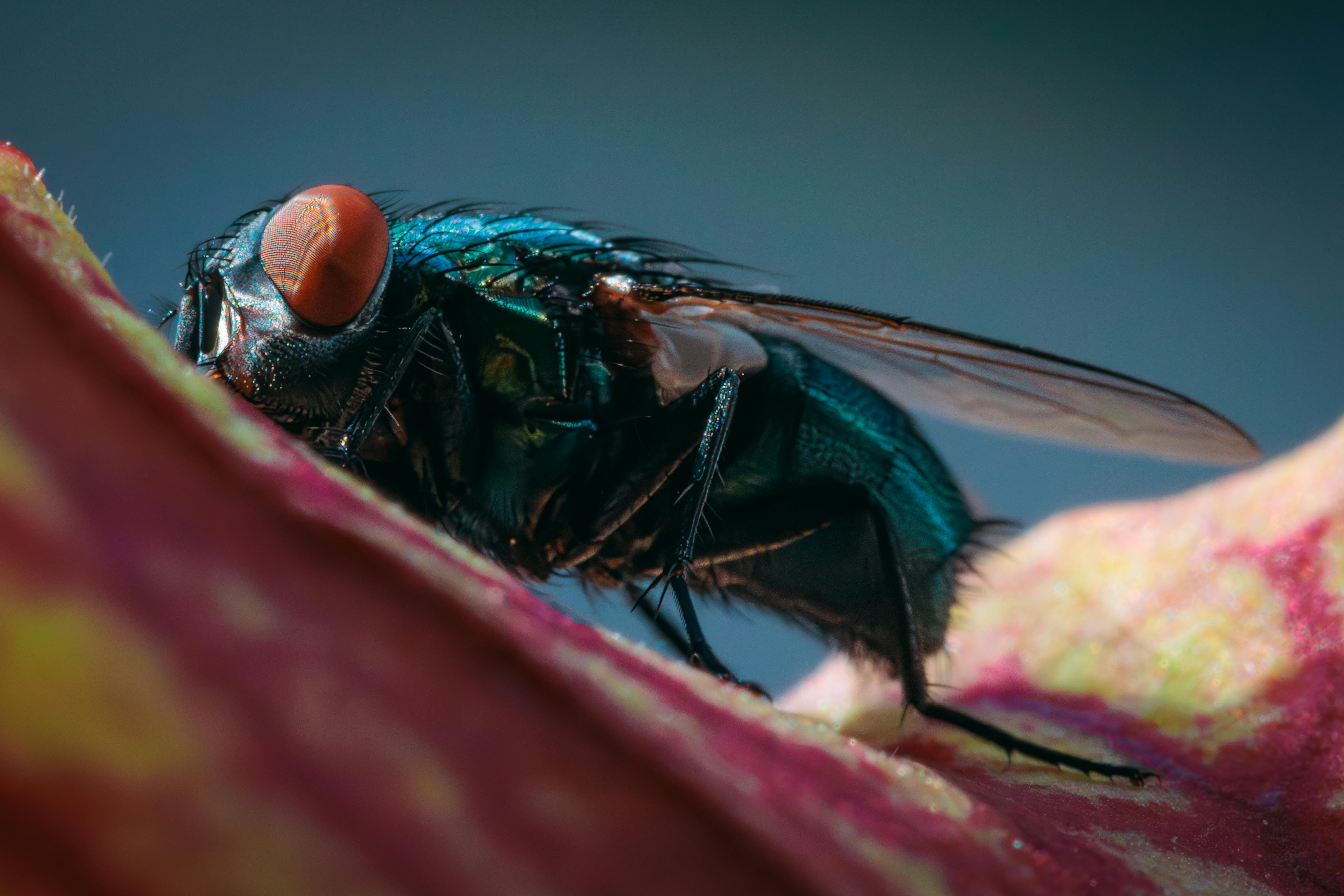 50.000+ melhores imagens de Bope+wallpaper · Download 100% grátis ...