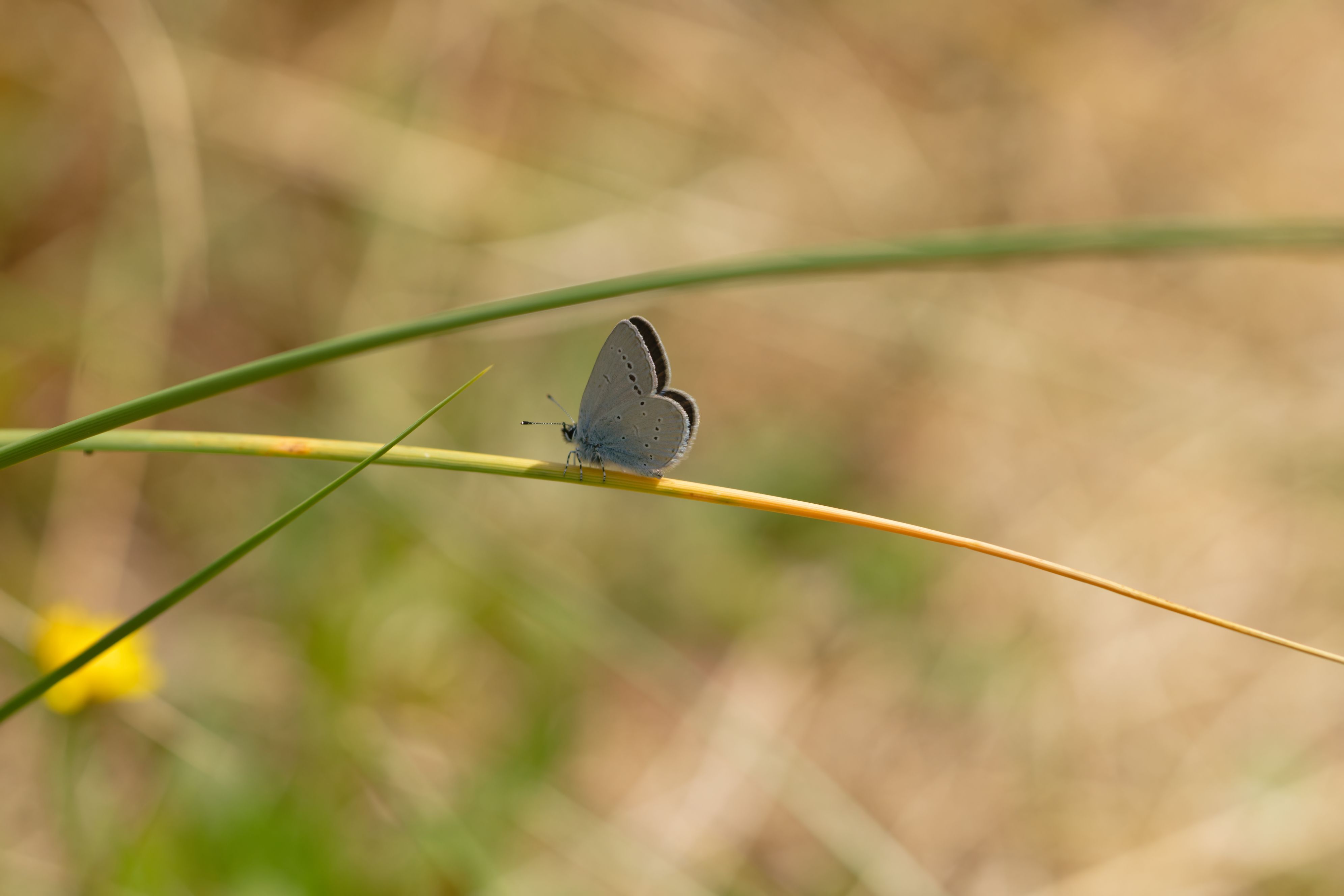 Blue Butterfly Photos, Download The BEST Free Blue Butterfly Stock ...