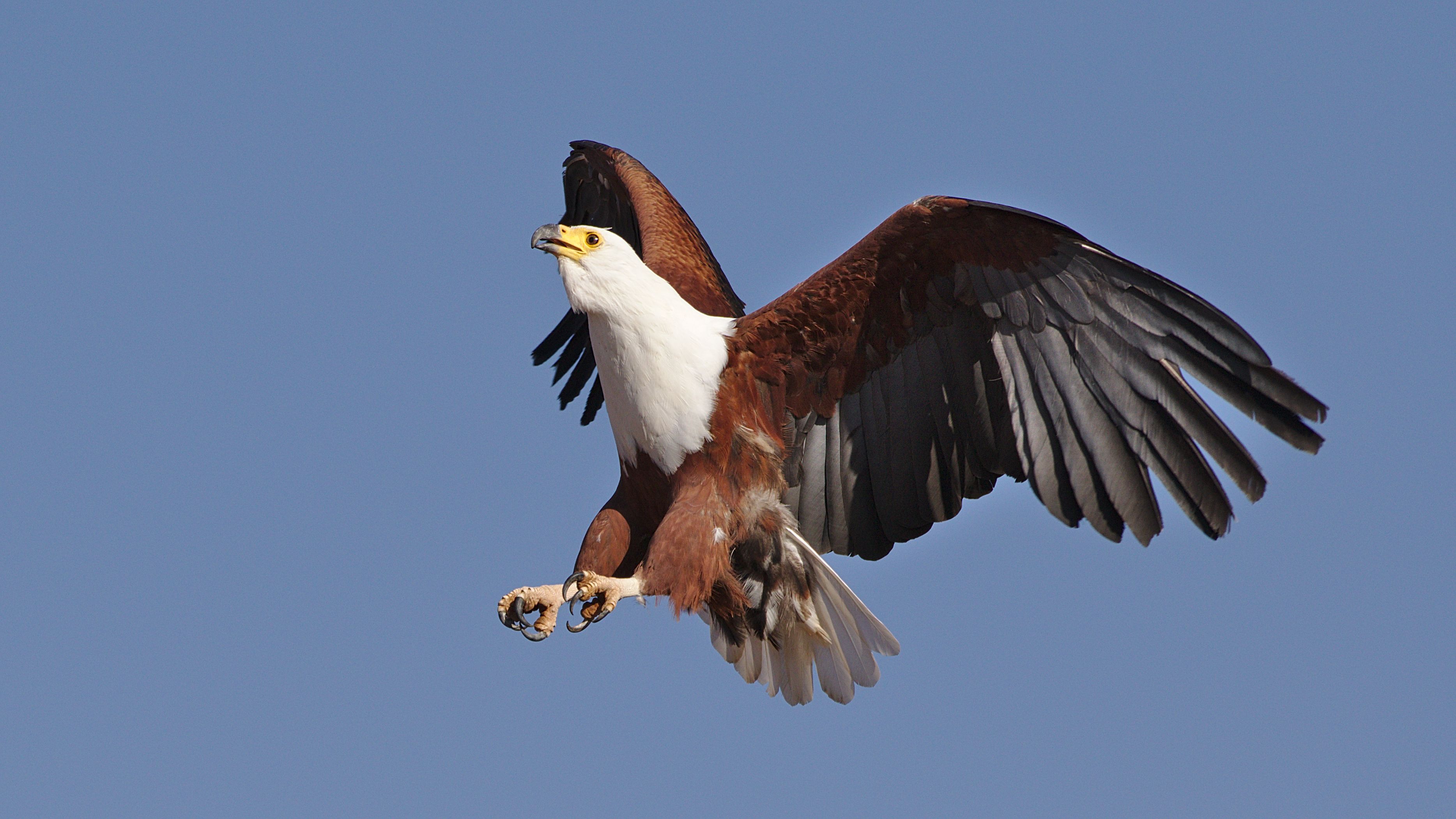 Majestic African Fish Eagle in Flight · Free Stock Photo