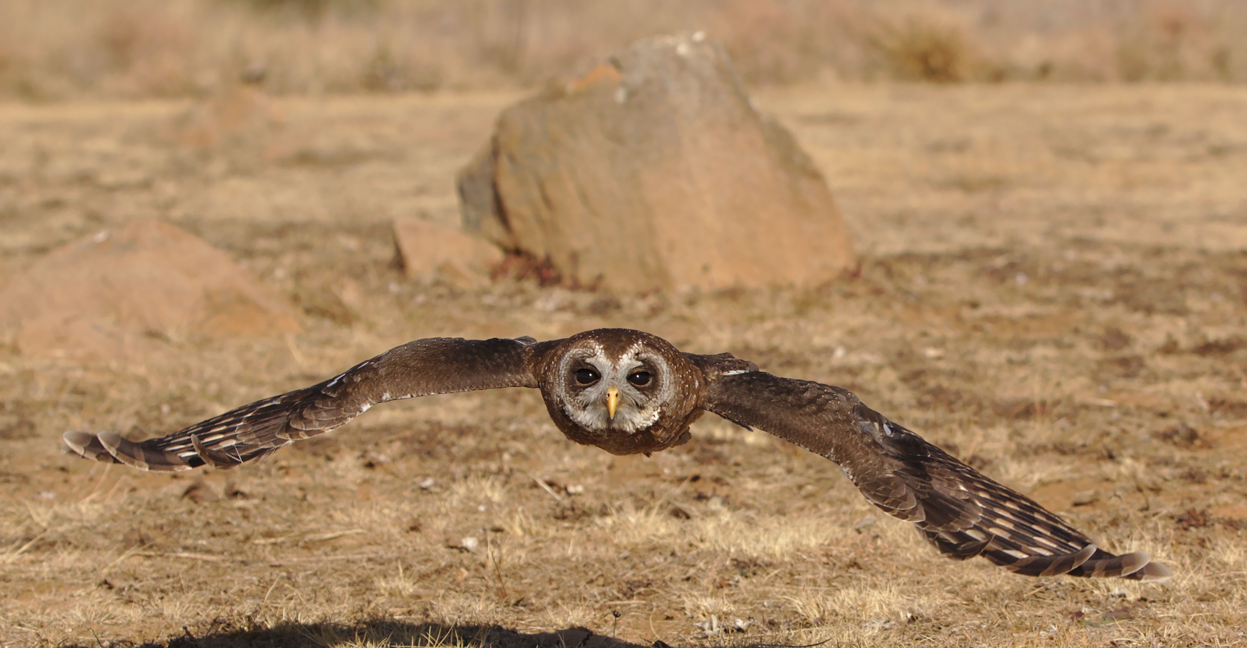 South African Owl Photos, Download The BEST Free South African Owl ...