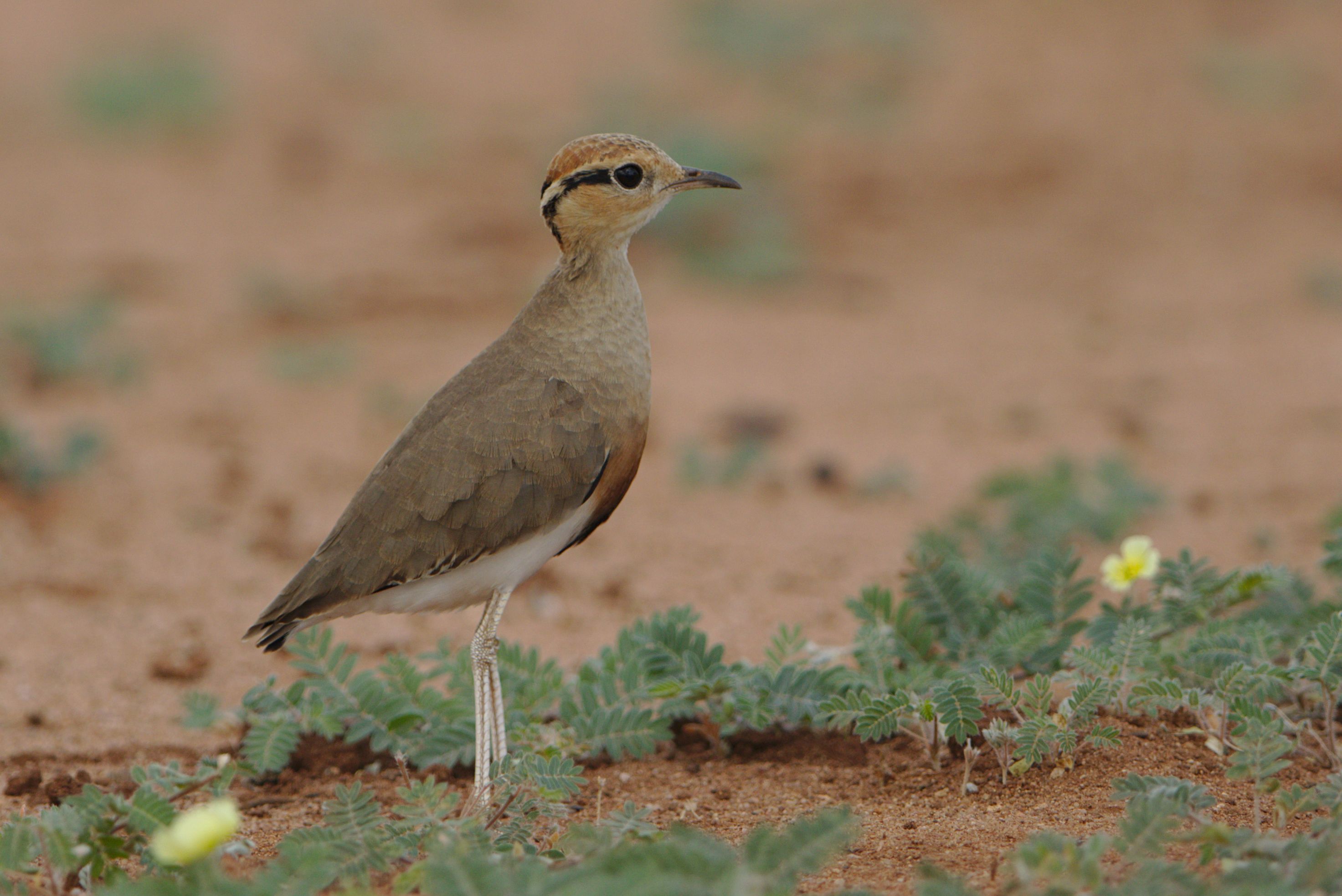 Temminck's Courser in South African Habitat · Free Stock Photo