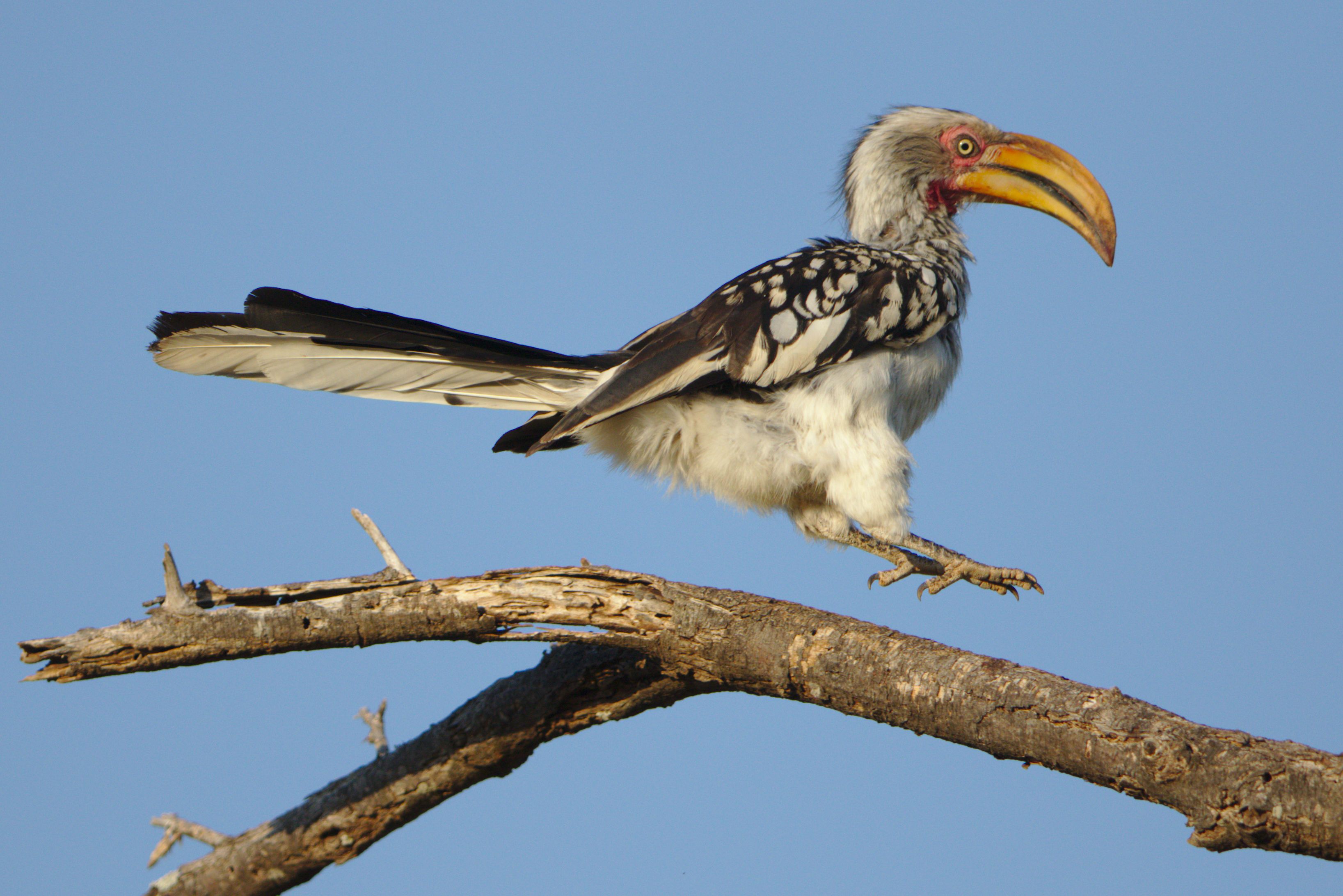 Hornbill Bird Photos, Download The BEST Free Hornbill Bird Stock Photos ...