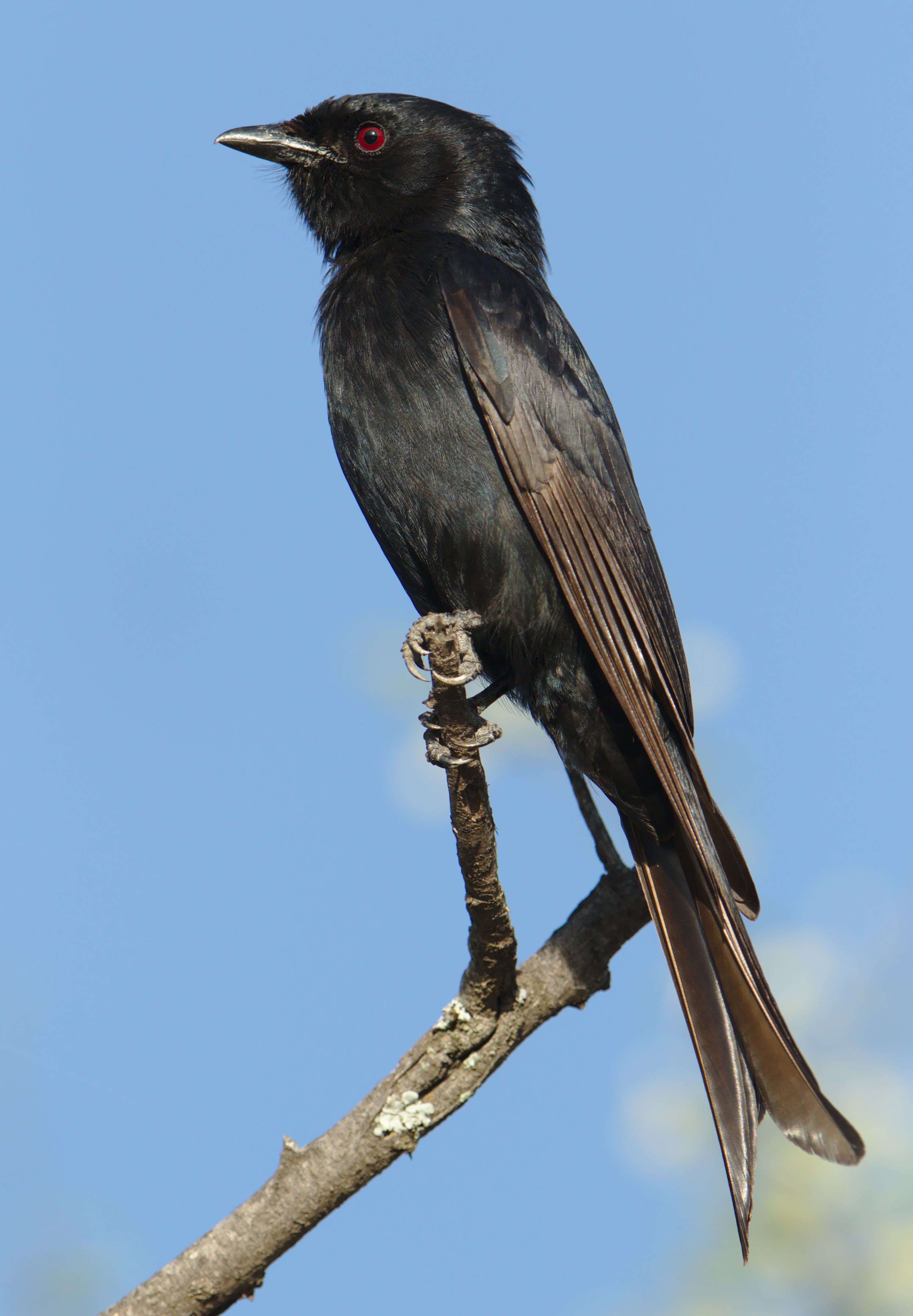 Fork-tailed Drongo Perched Against Blue Sky · Free Stock Photo