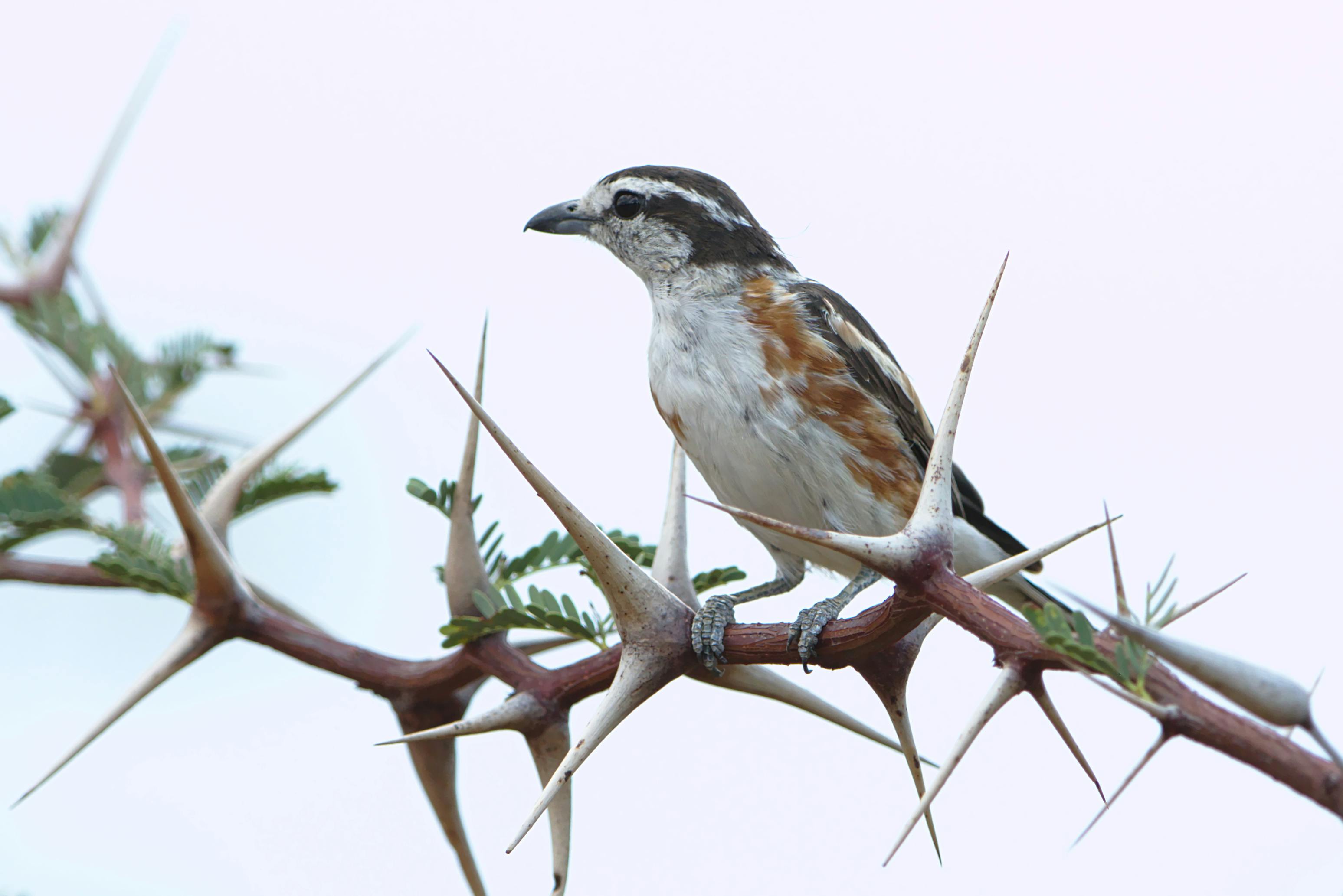 Best Bird Health Insurance for Your Pet in 2024