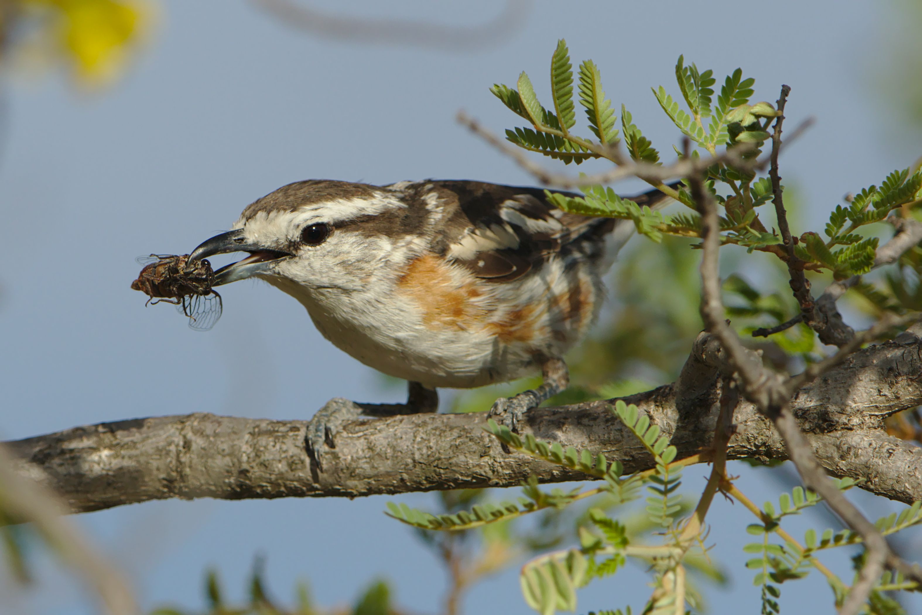 Brubru with Prey on a Branch in South Africa · Free Stock Photo