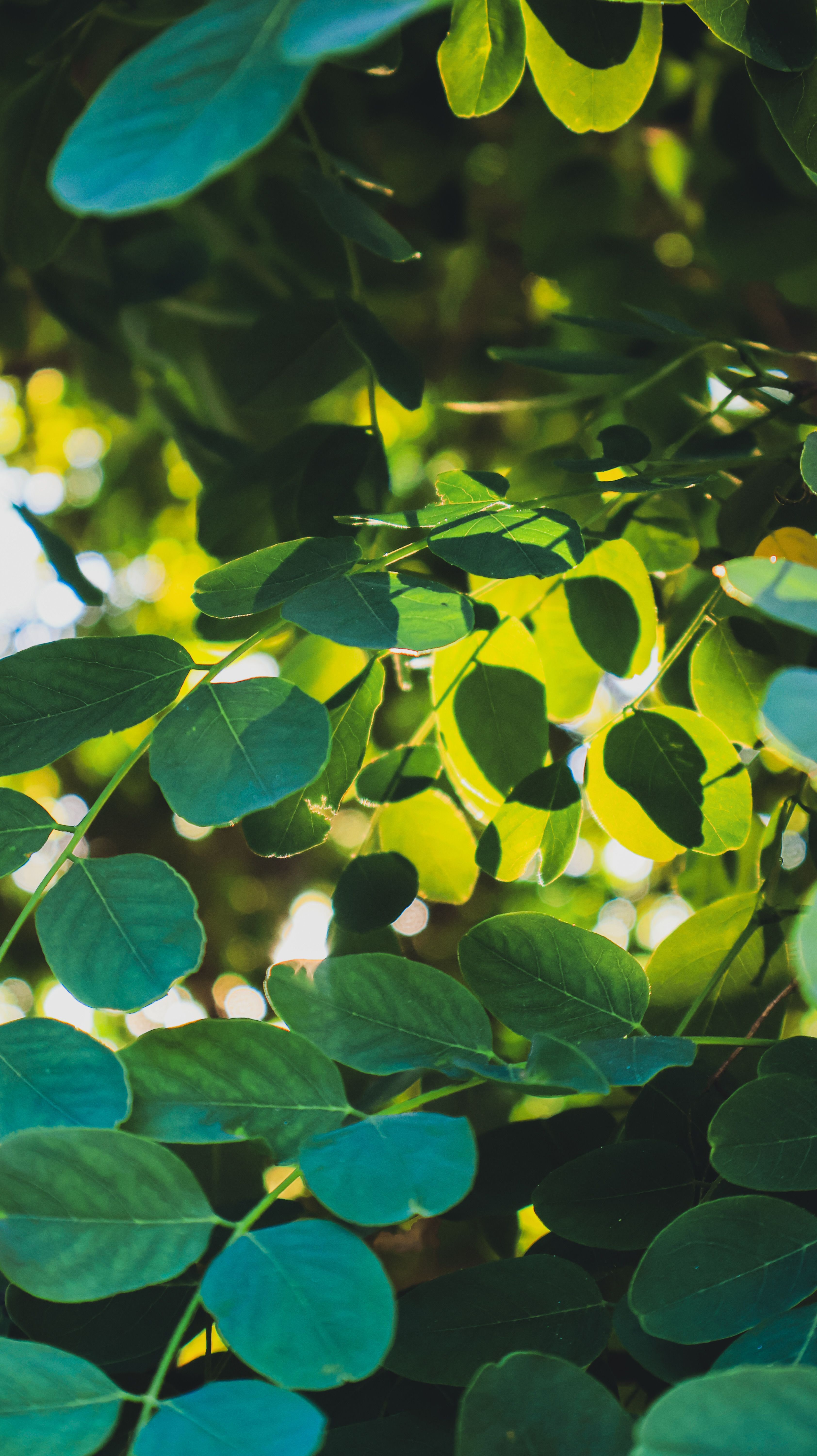 Hojas De Color Verde Oscuro En Las Ramas · Foto de stock gratuita