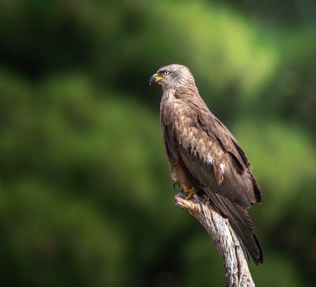 What is birds in madagascar prey and how do they hunt?