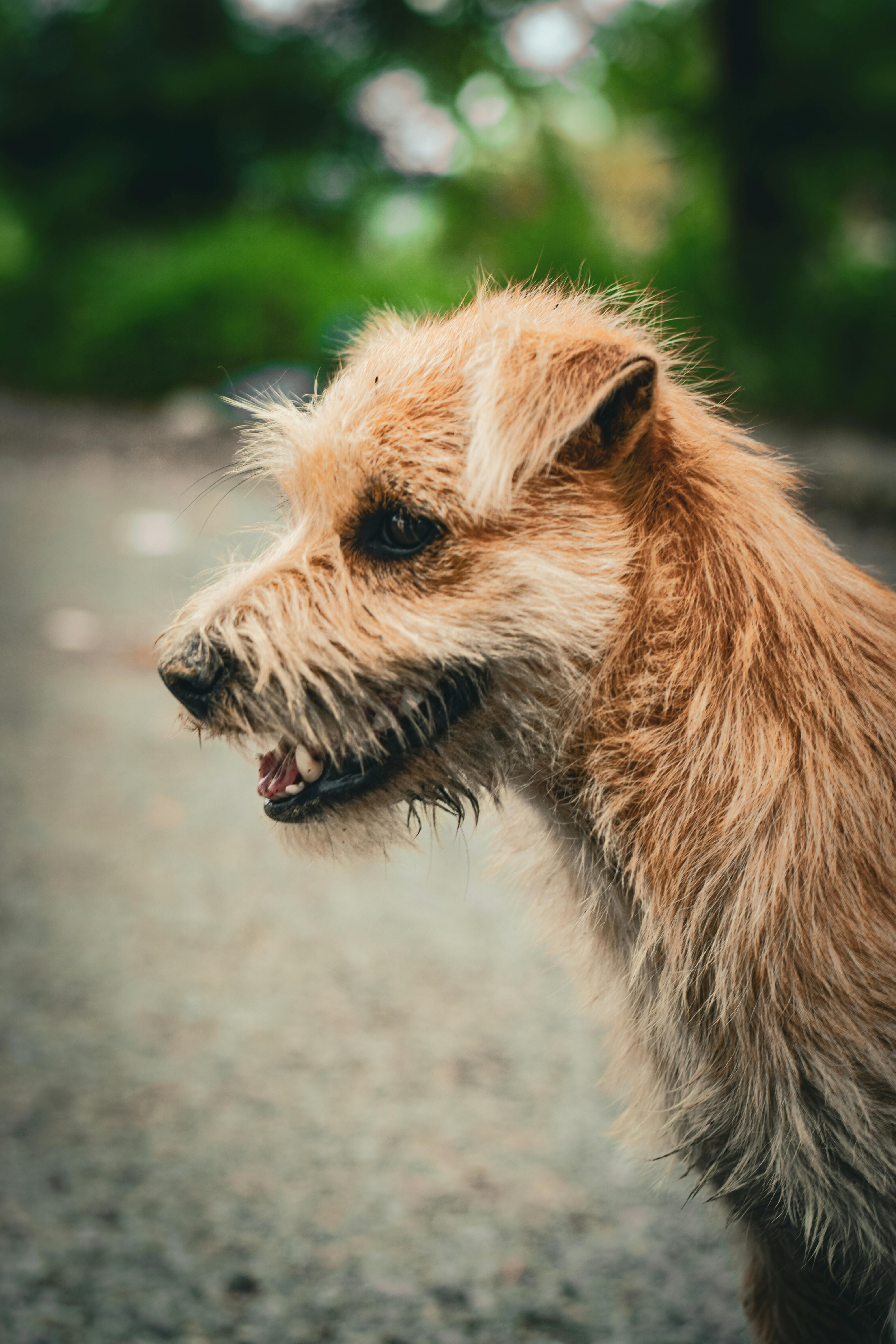 Noujin+K9+Sotwe Photos, Download The BEST Free Noujin+K9+Sotwe Stock ...