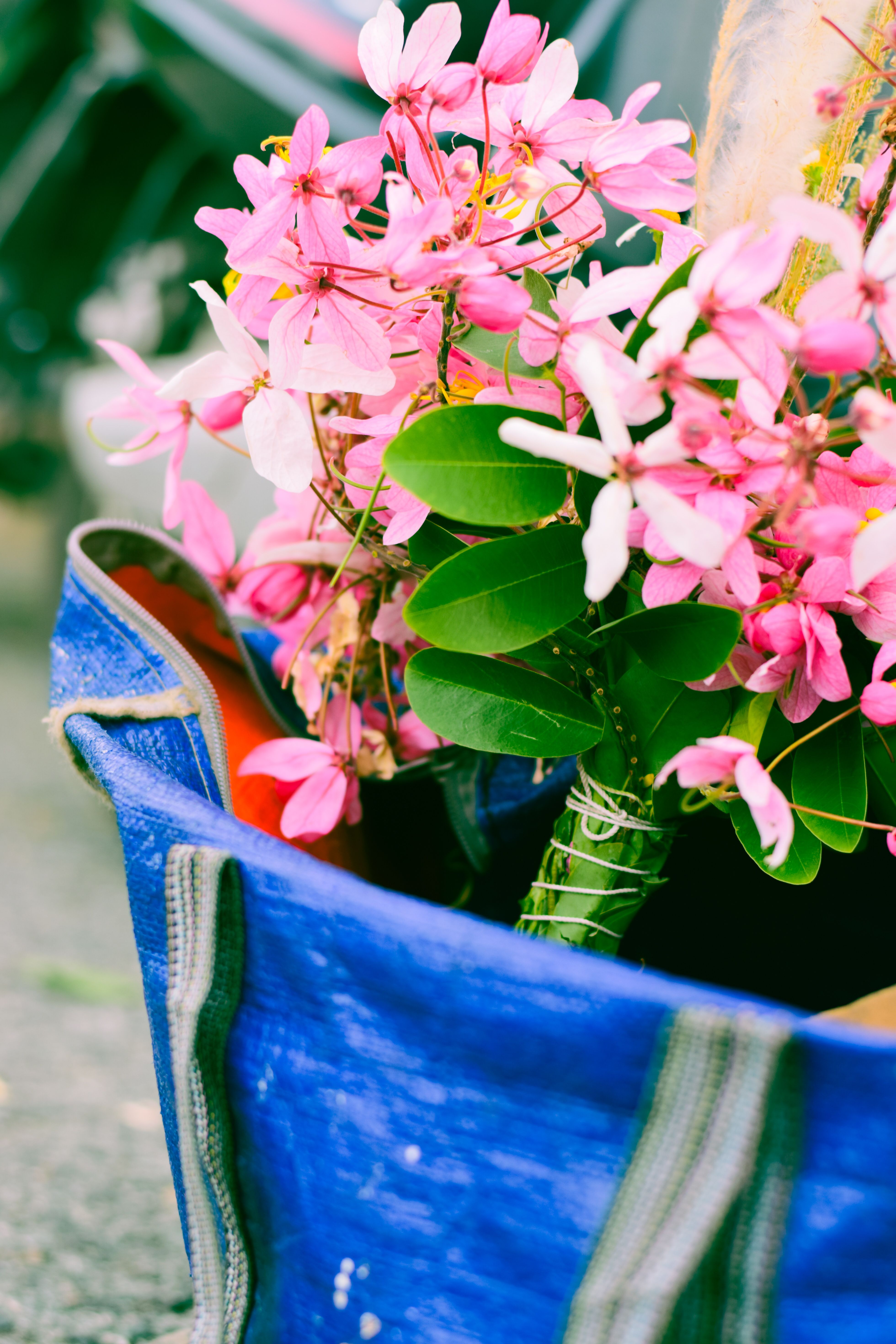 Flower Pedals Photos, Download The BEST Free Flower Pedals Stock Photos ...