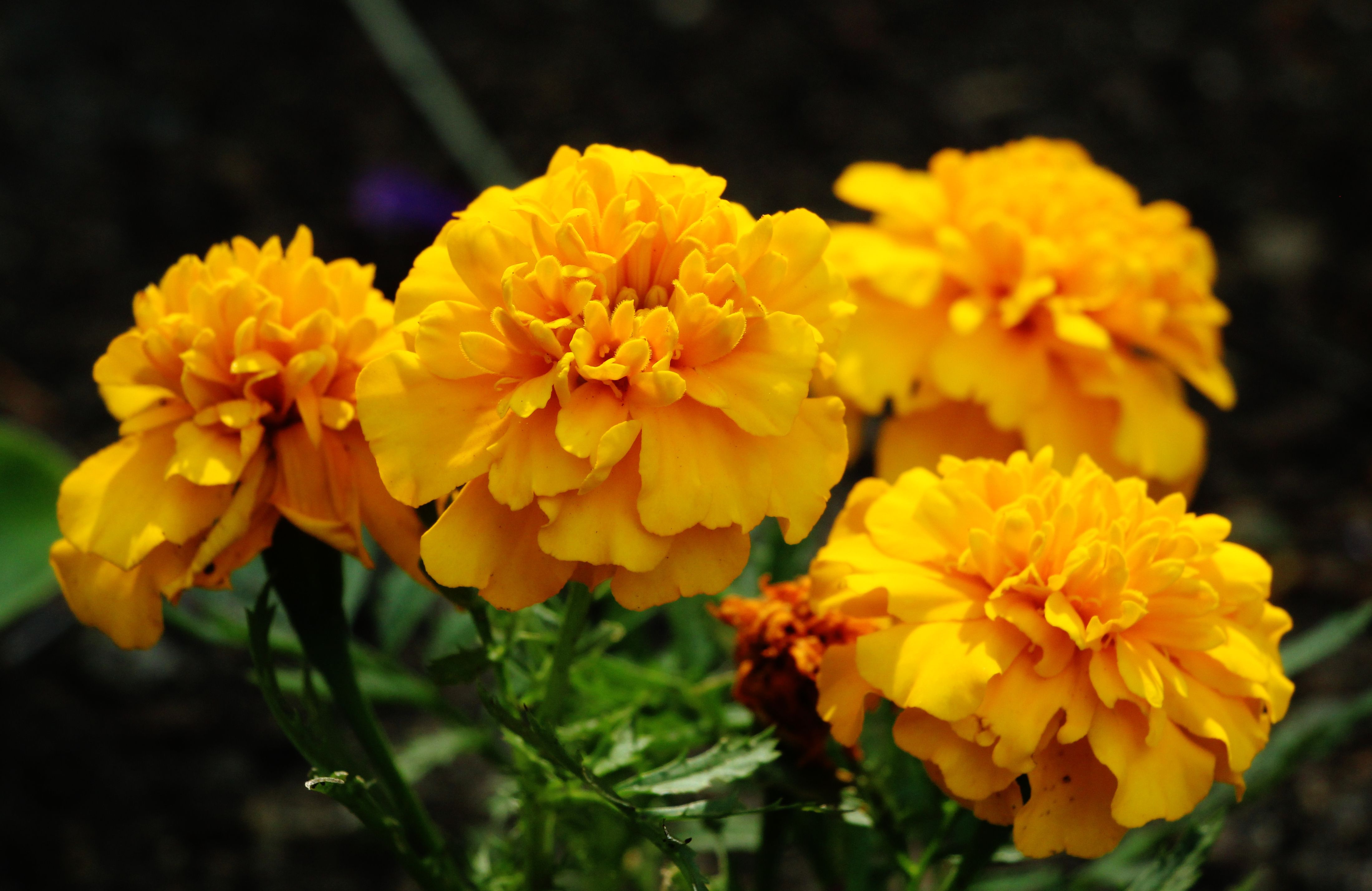 Close-up of Bright Yellow Marigold Flowers · Free Stock Photo