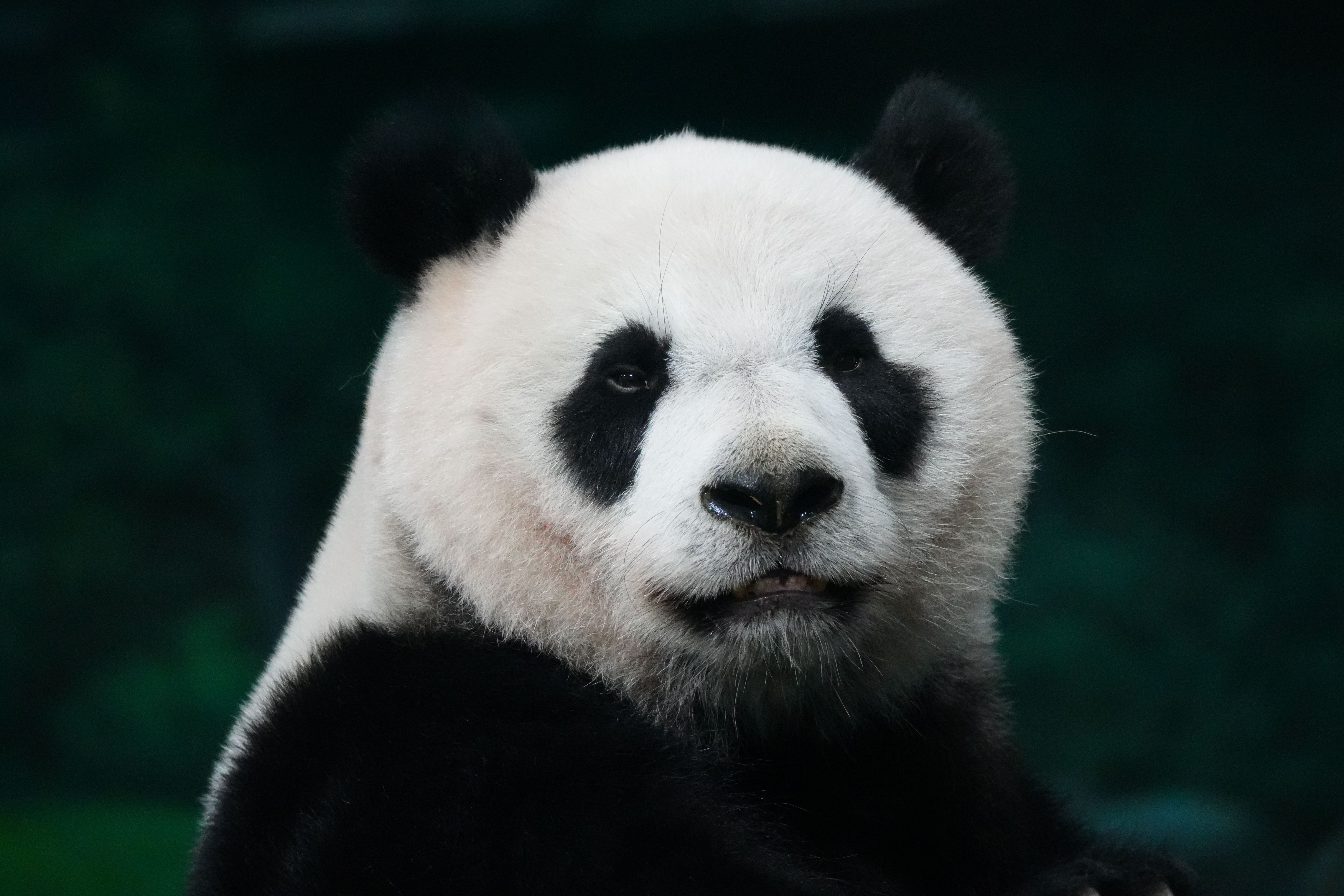 Giant Panda Photos, Download The BEST Free Giant Panda Stock Photos ...