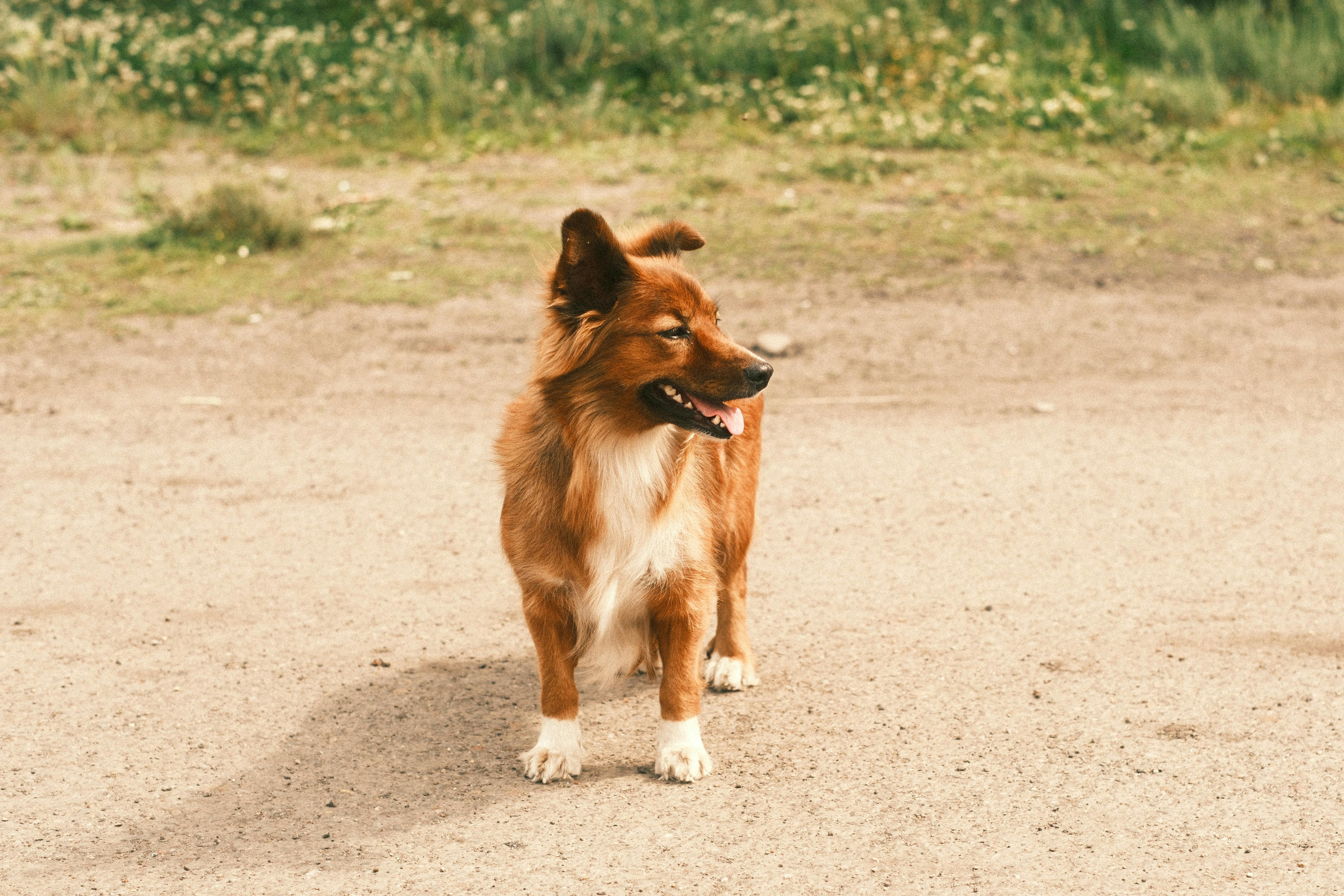 Shepard Mutt Photos, Download The BEST Free Shepard Mutt Stock Photos ...