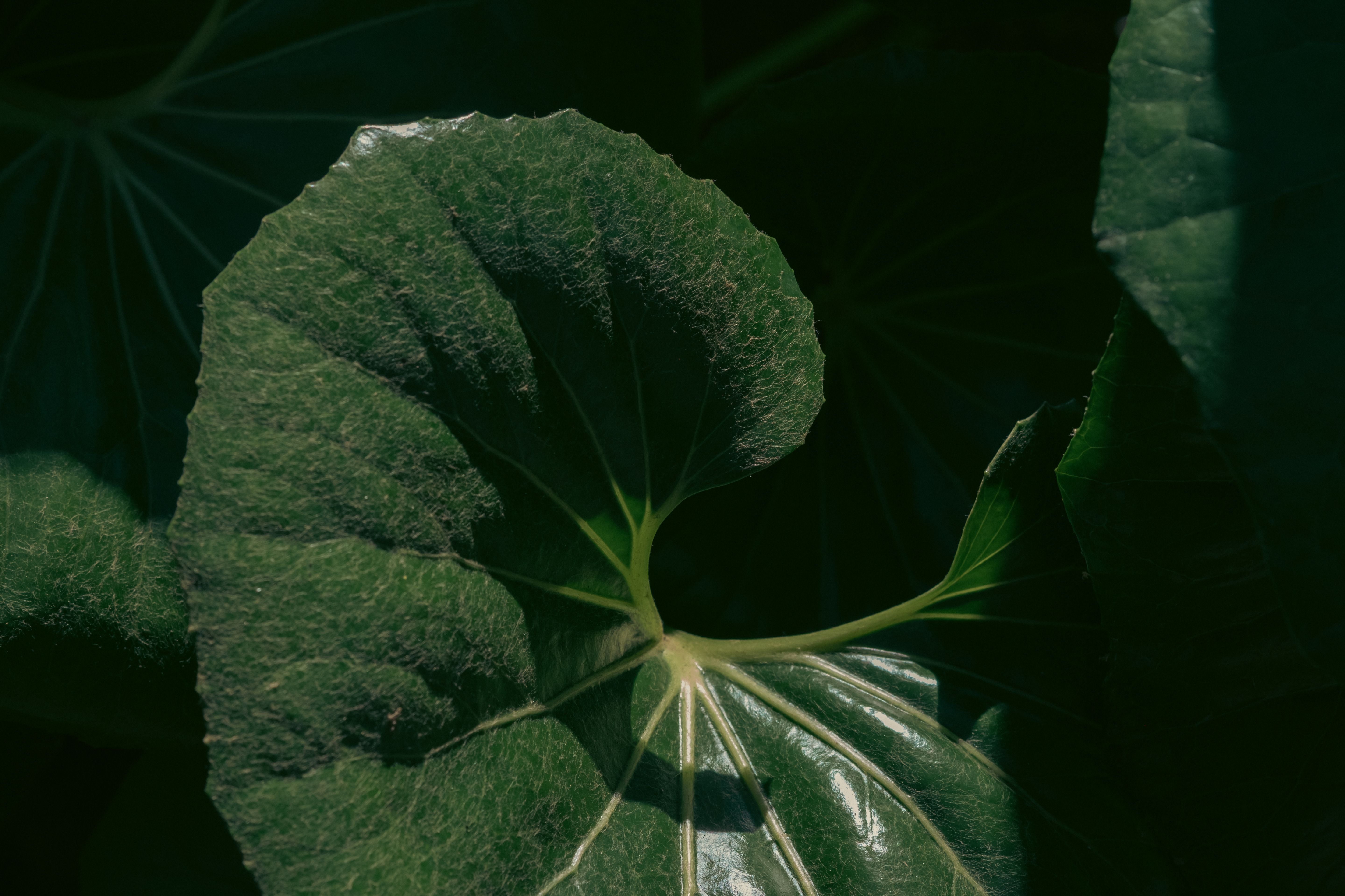 Dramatic Close-Up of Sunlit Leaf Texture · Free Stock Photo