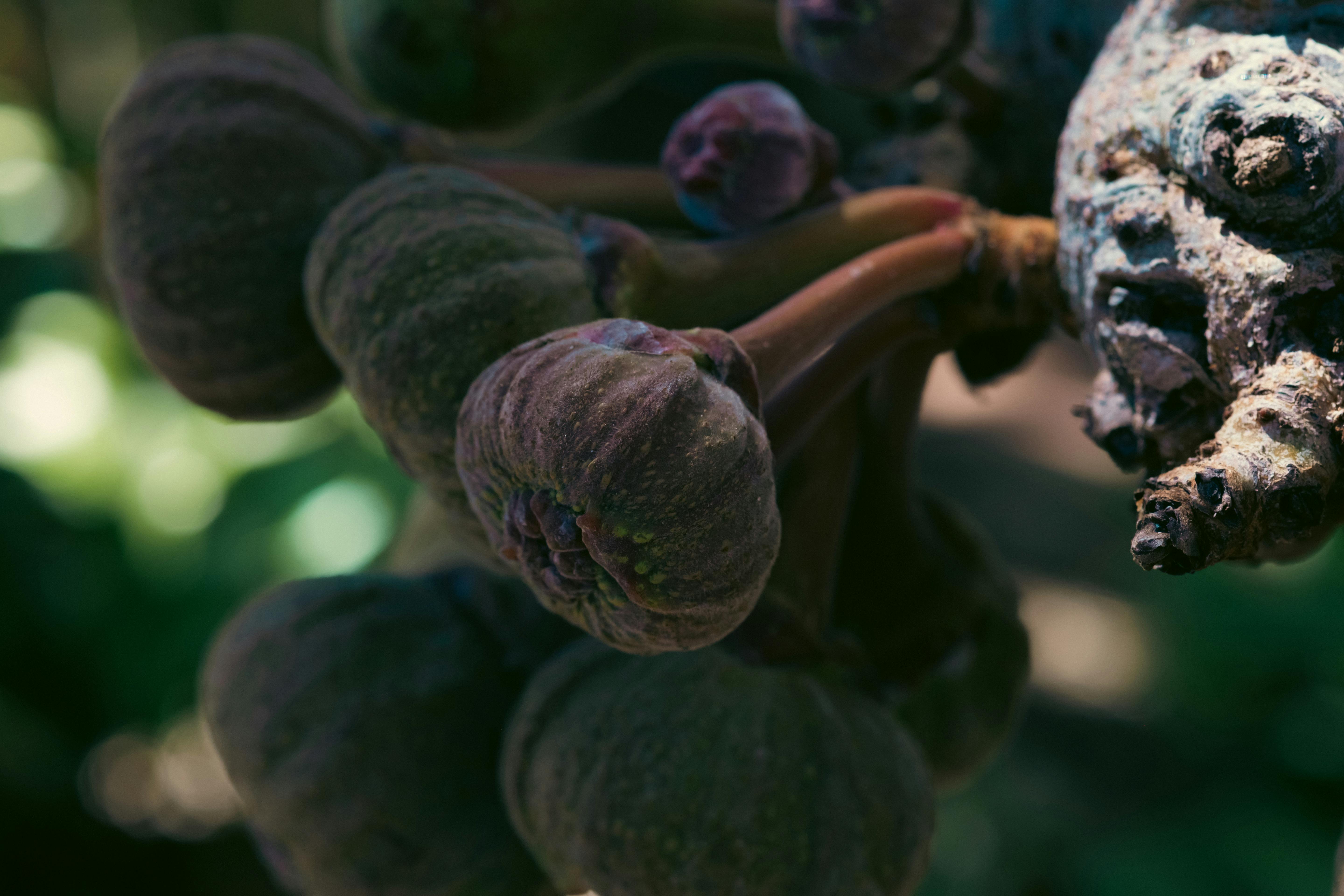 Growing a Fig Tree from a Cutting: A Step-by-Step Guide