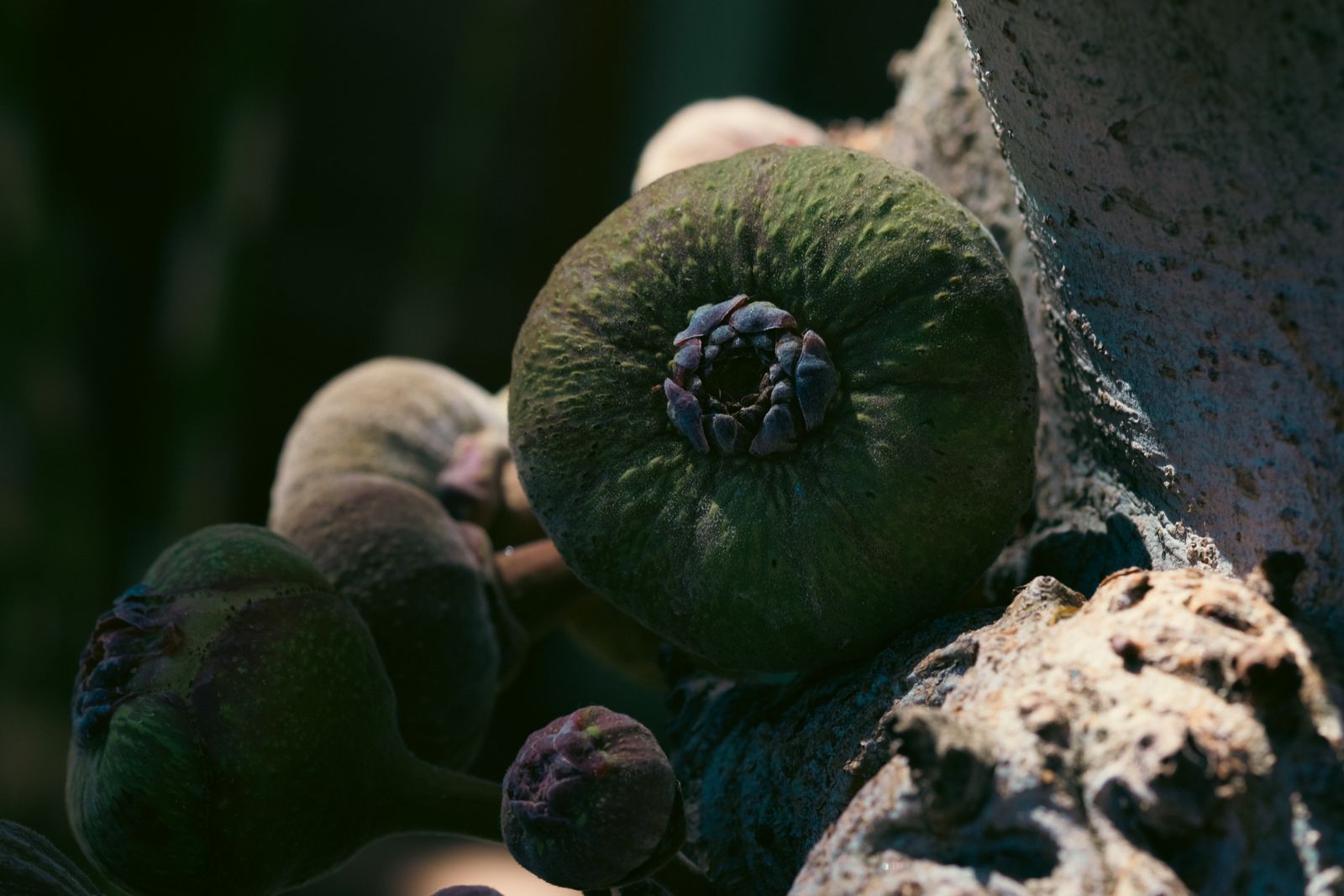 Fig Tree Photos, Download The BEST Free Fig Tree Stock Photos & HD Images