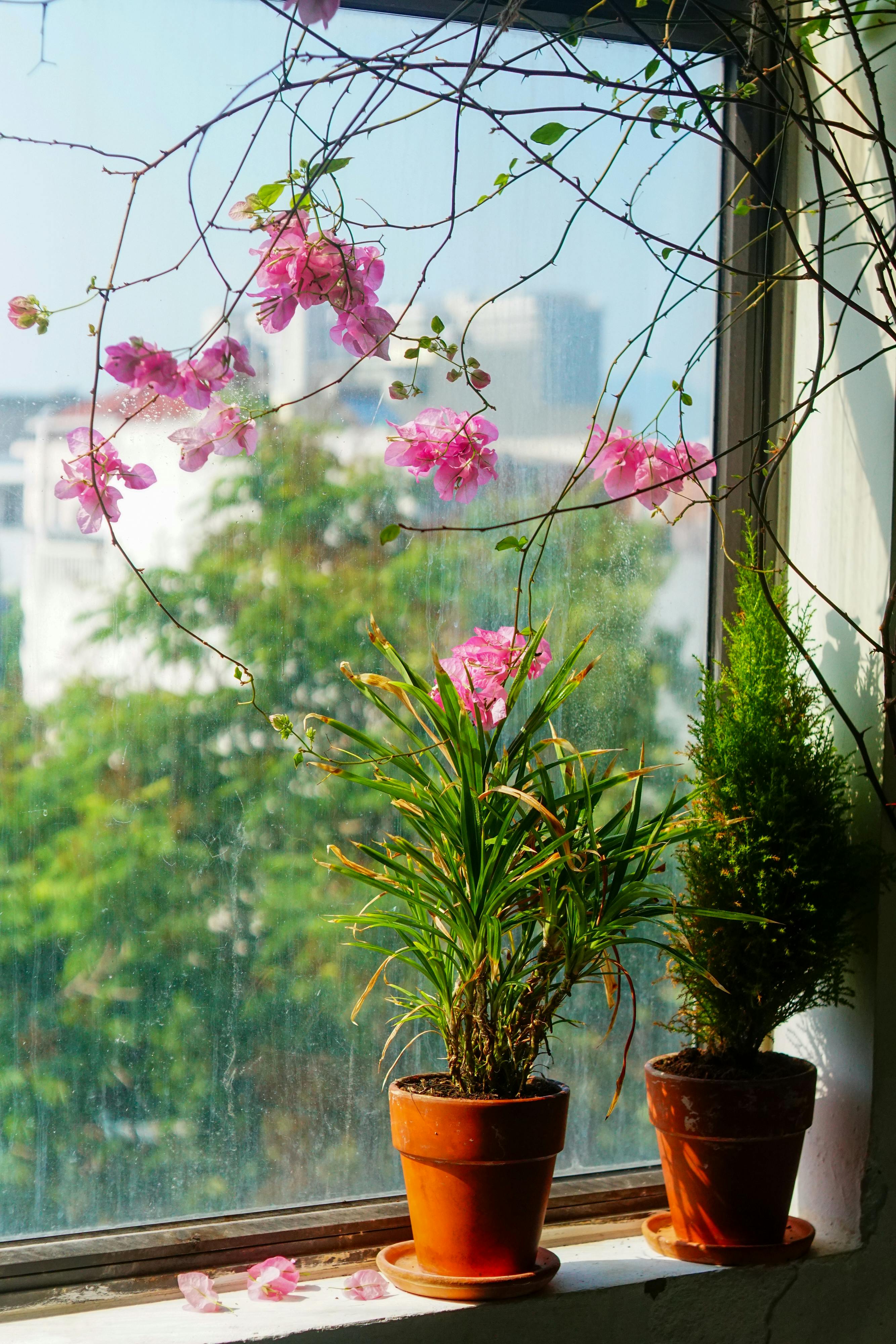 Potted Plants on Sunny Window Sill in Da Nang · Free Stock Photo
