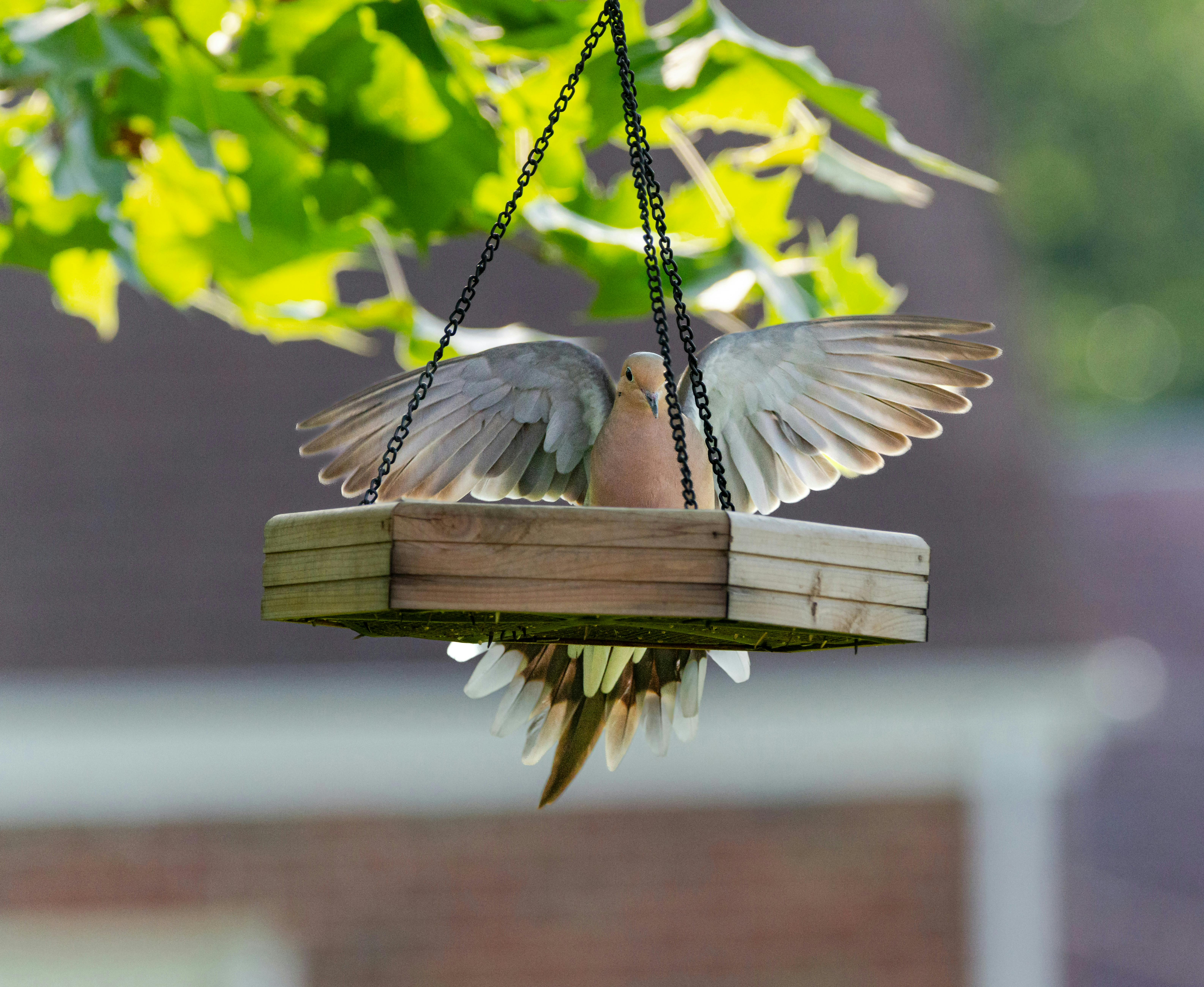 Suburban Ecosystem Photos, Download The BEST Free Suburban Ecosystem ...