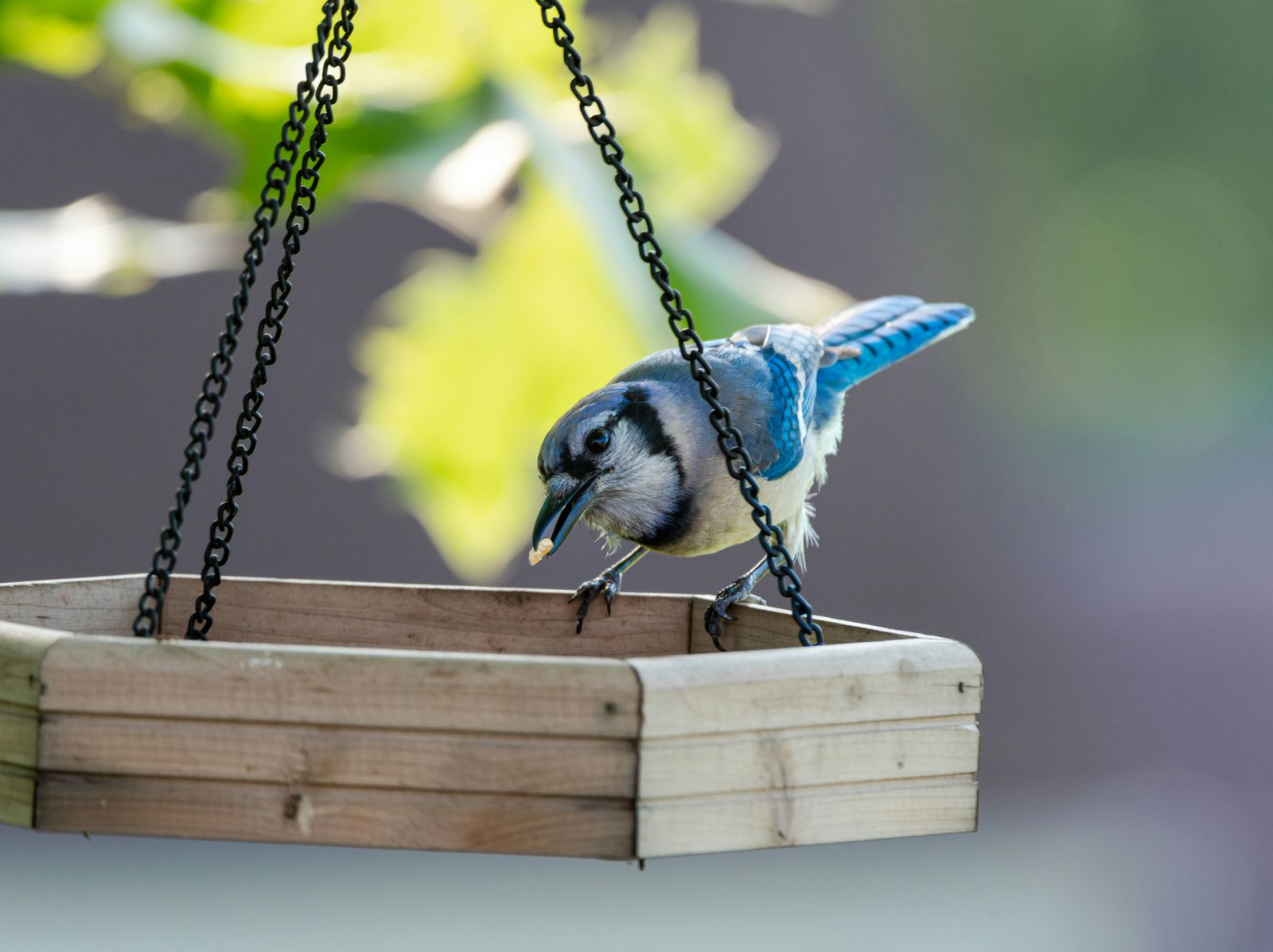 Bird Food Photos, Download The BEST Free Bird Food Stock Photos & HD Images