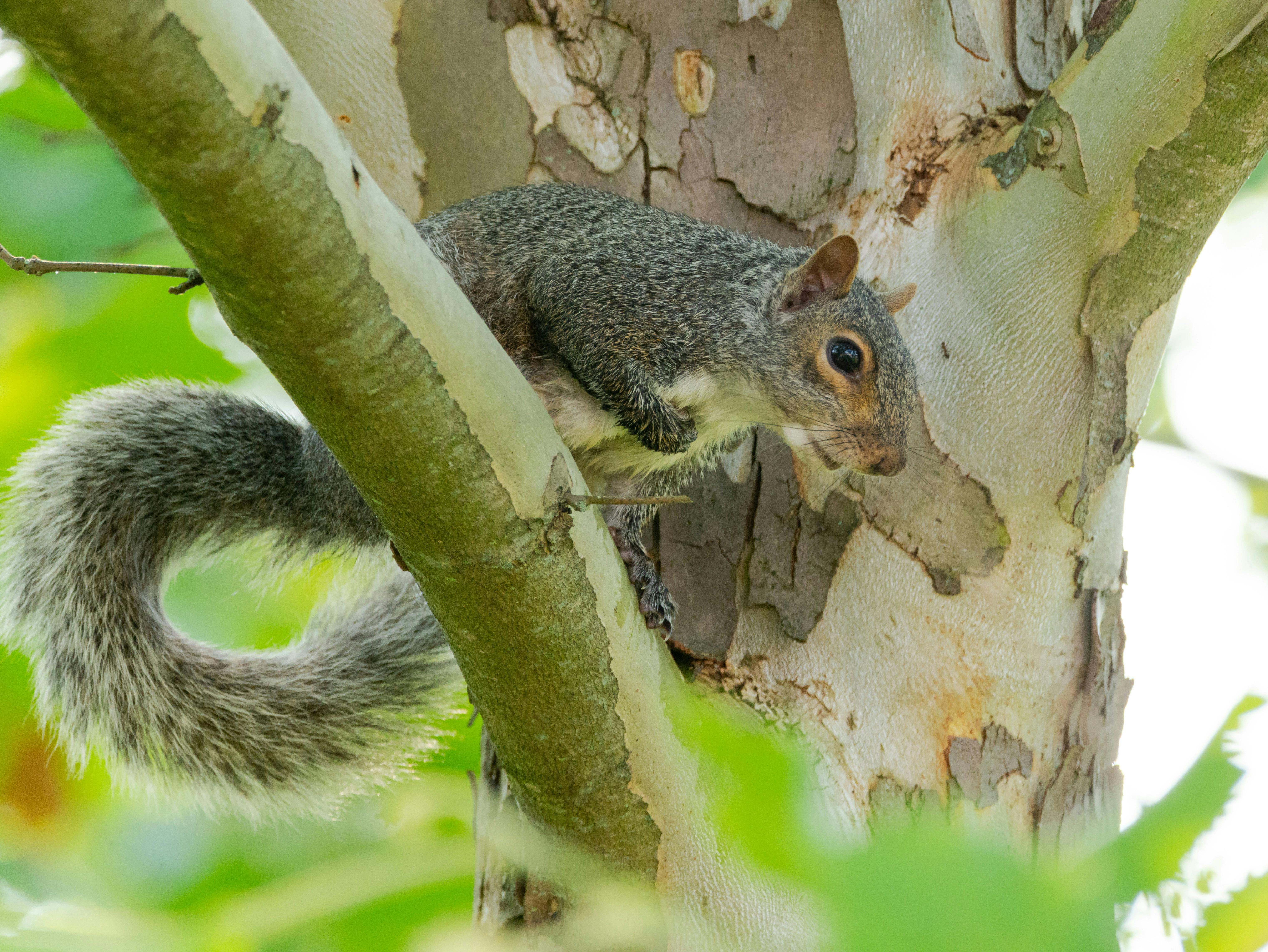 Ardilla Gris Posada En Una Rama De árbol En Un Frondoso Bosque · Foto ...