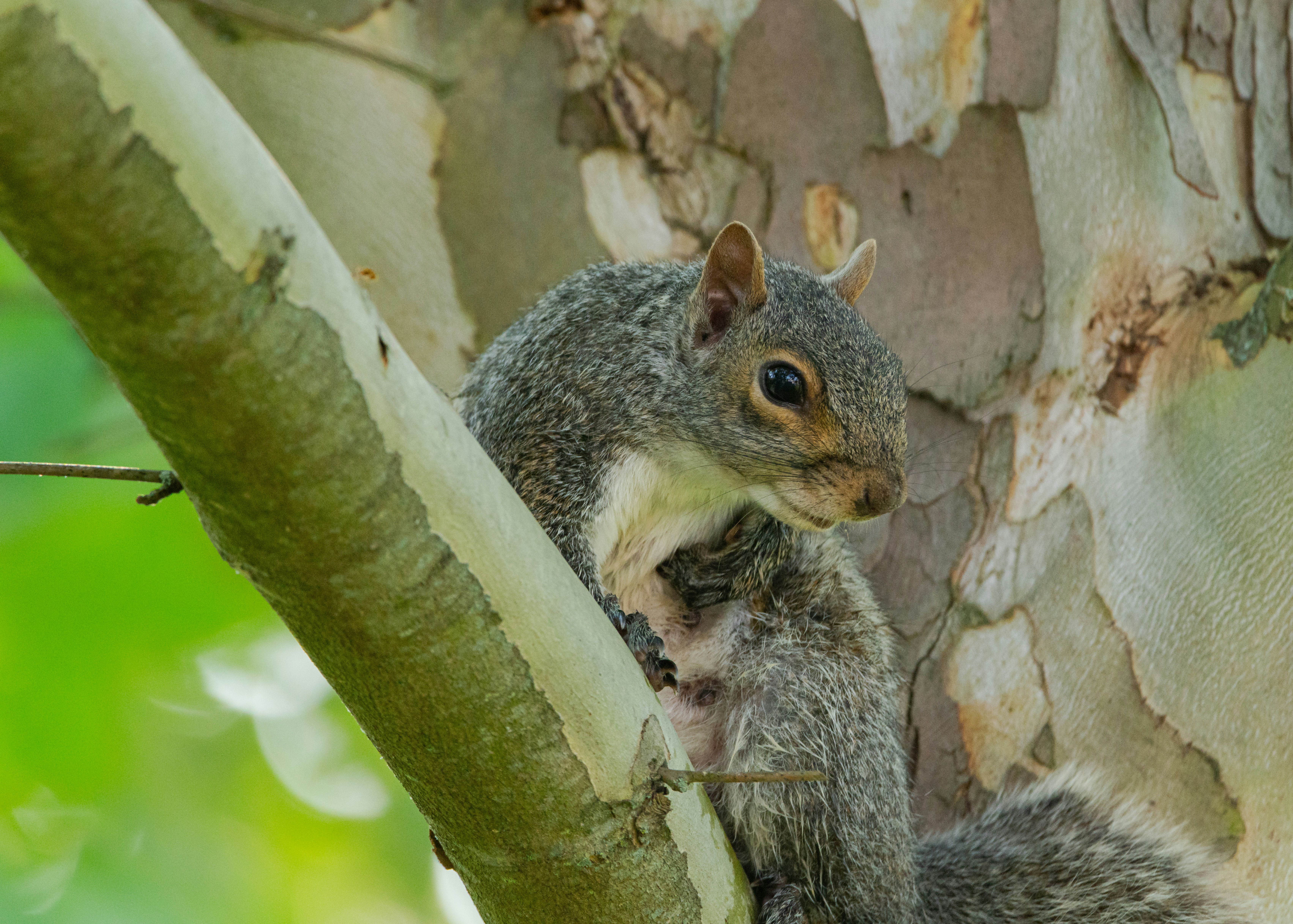 Close-Up of an Eastern Gray Squirrel on a Tree · Free Stock Photo