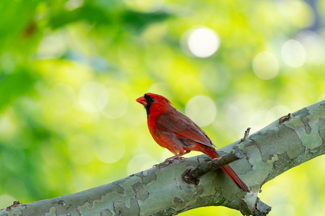 North Carolina State Bird: Learn About the Northern Cardinal