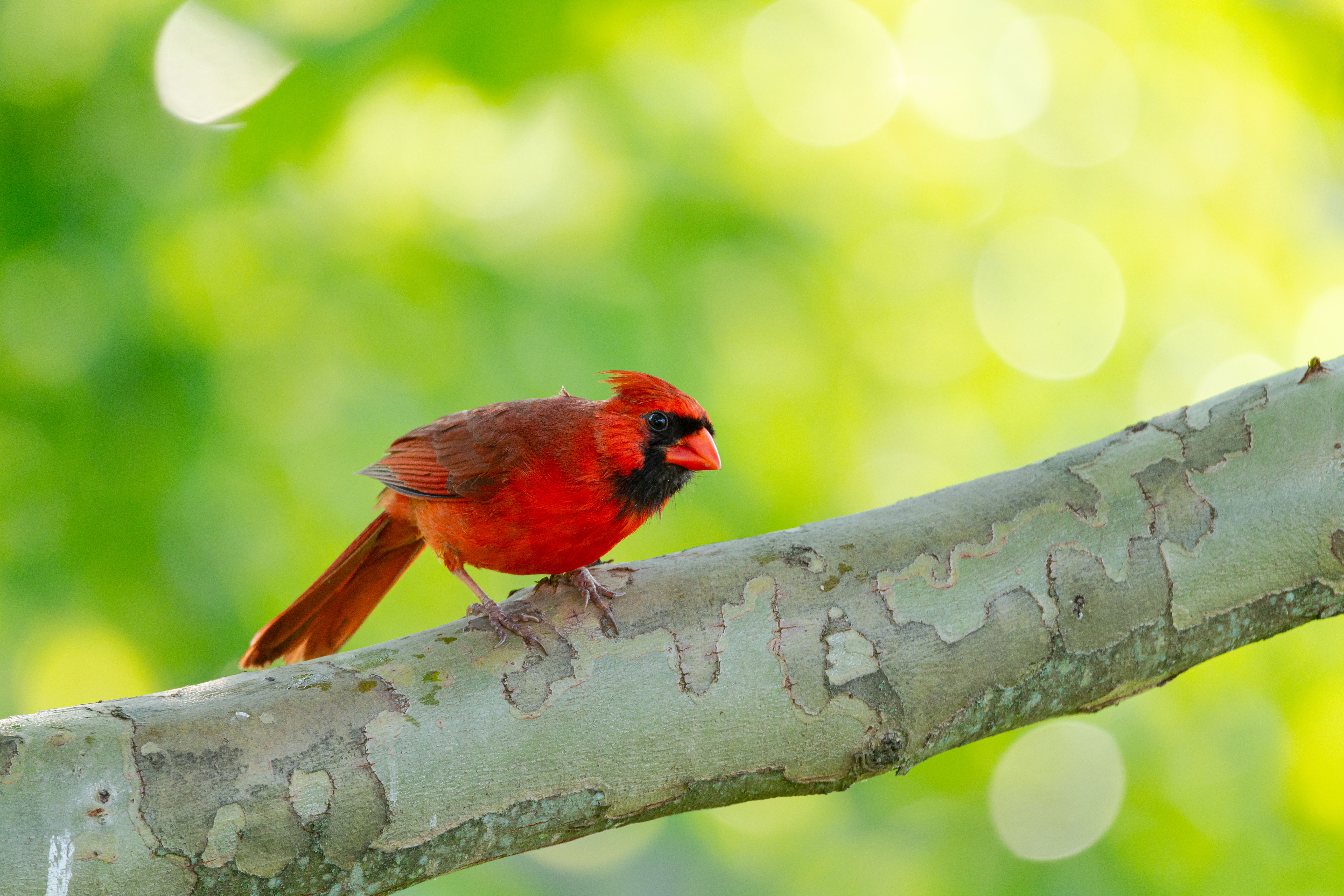Vibrant Red Cardinal Perched on a Tree Branch · Free Stock Photo