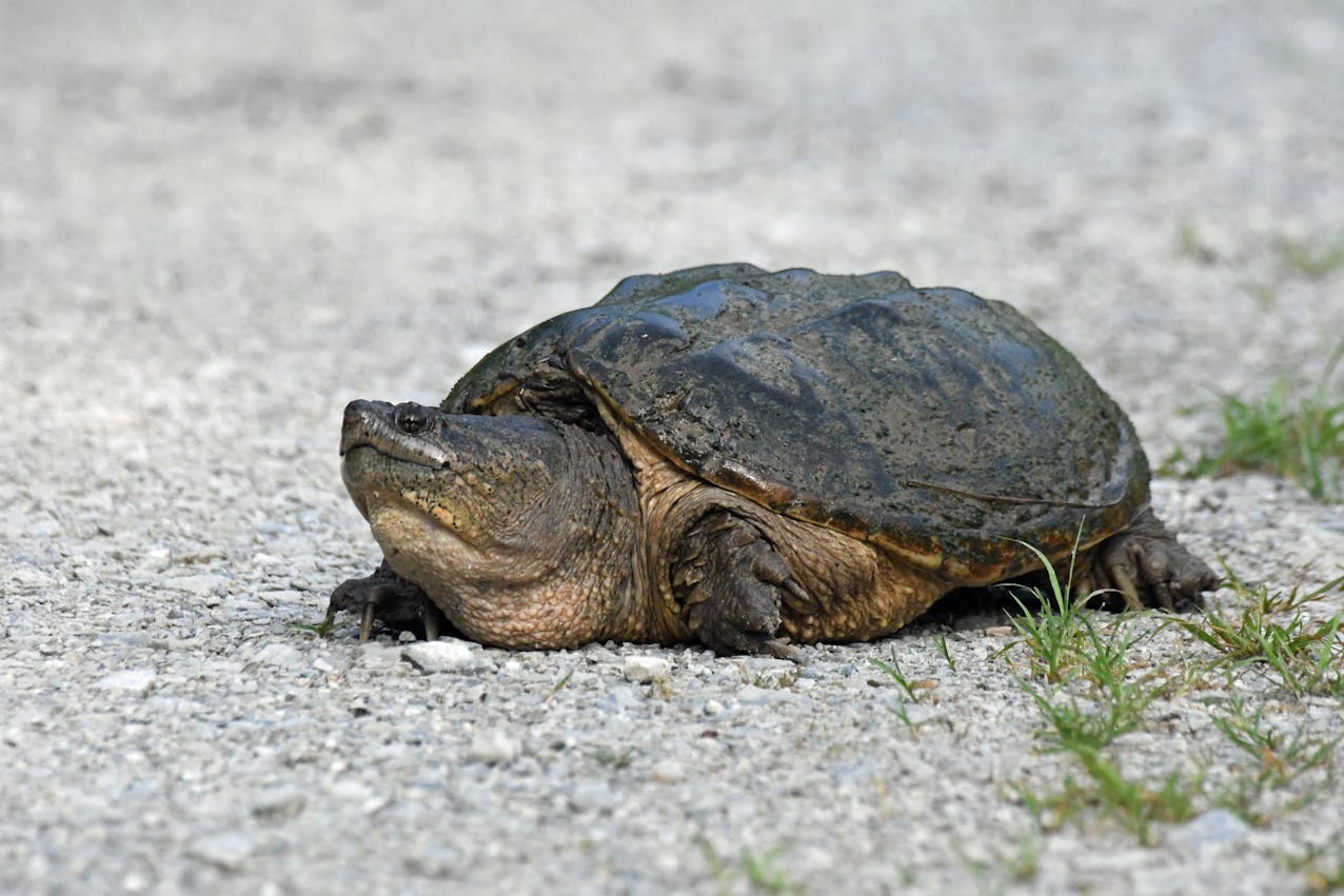 Common Snapping Turtle Habitat, Needs, and Threats Explained