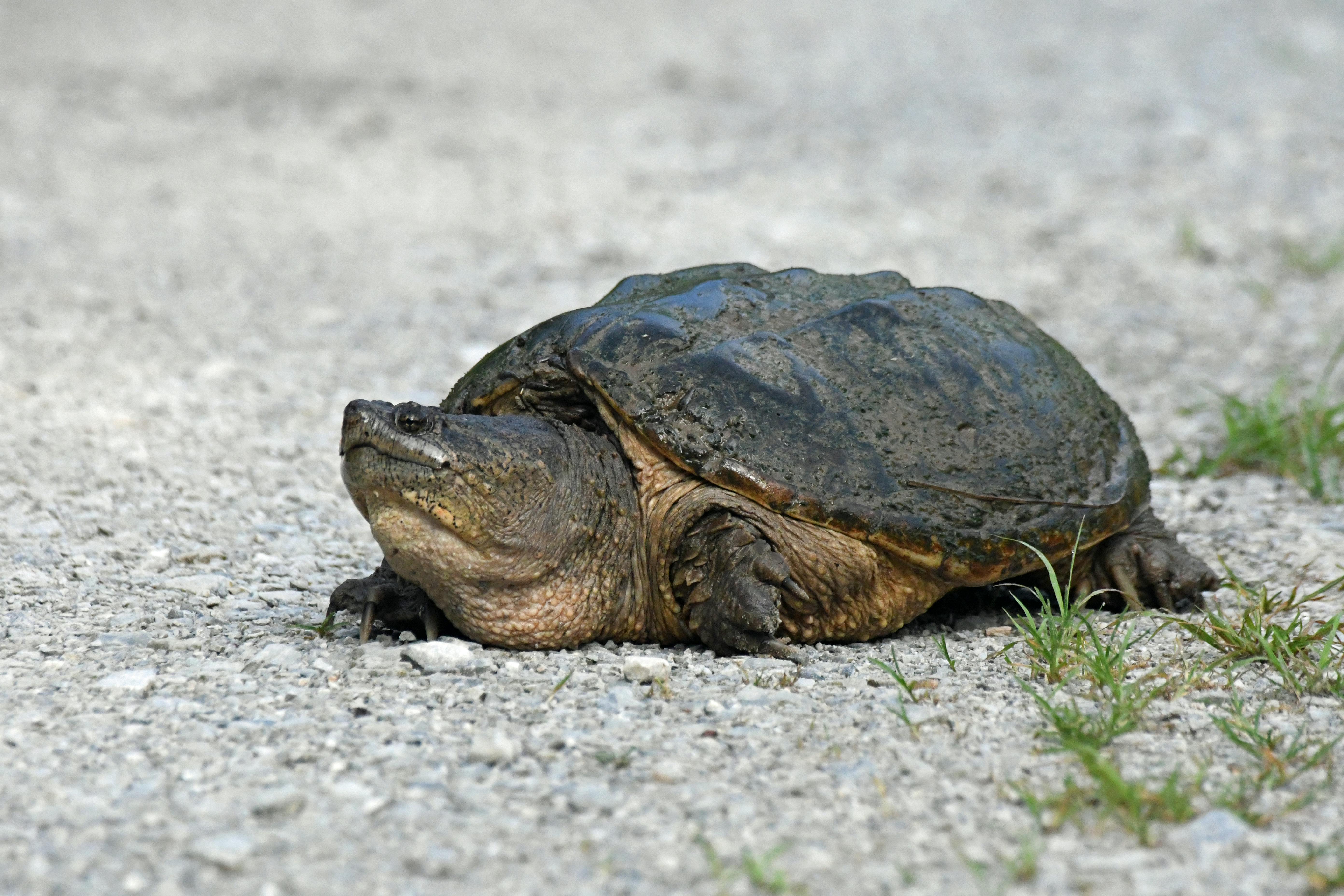 Common Snapping Turtle on Gravel Path, Alabama · Free Stock Photo