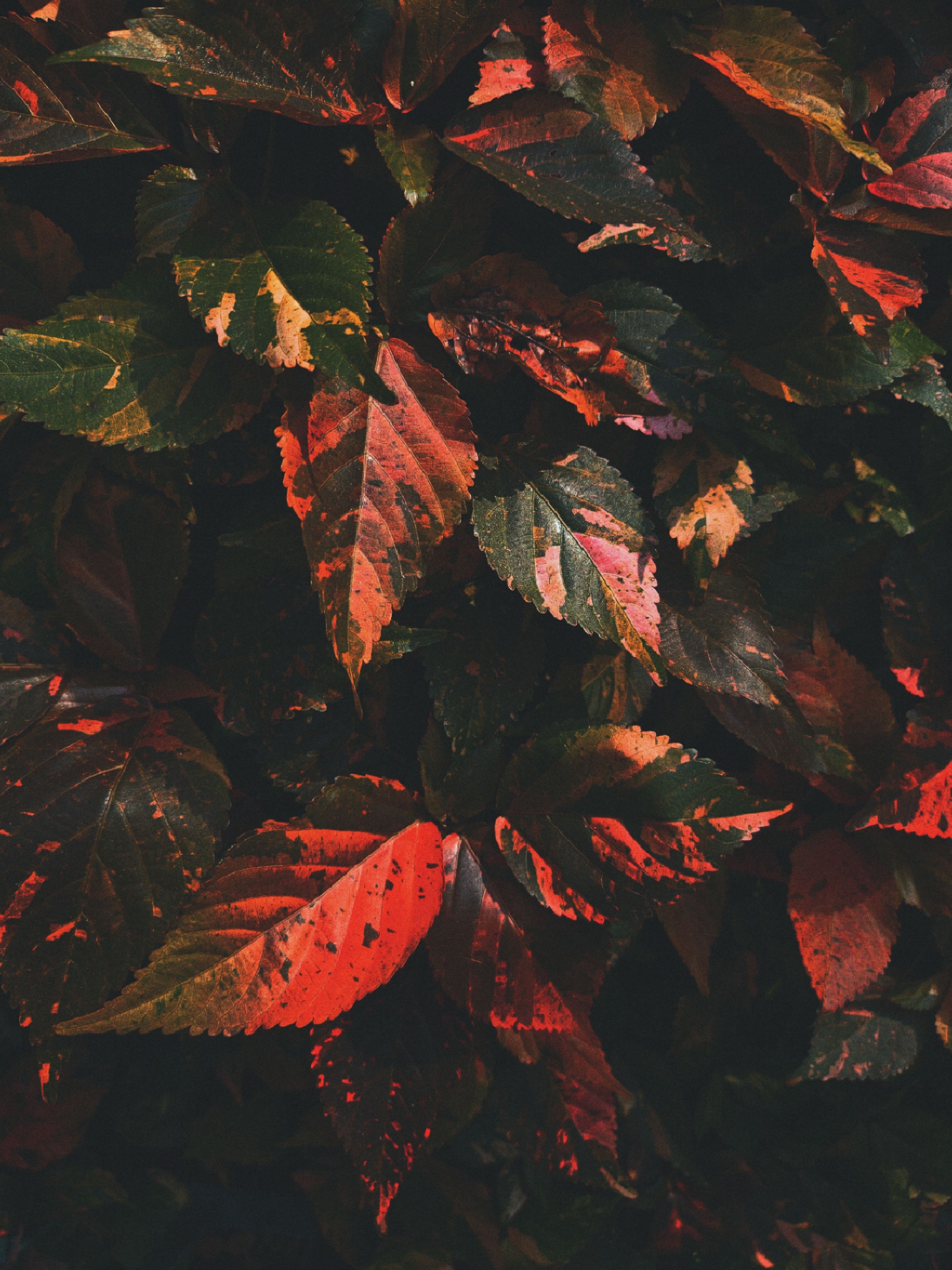 Aesthethic Red Photos, Download The BEST Free Aesthethic Red Stock ...