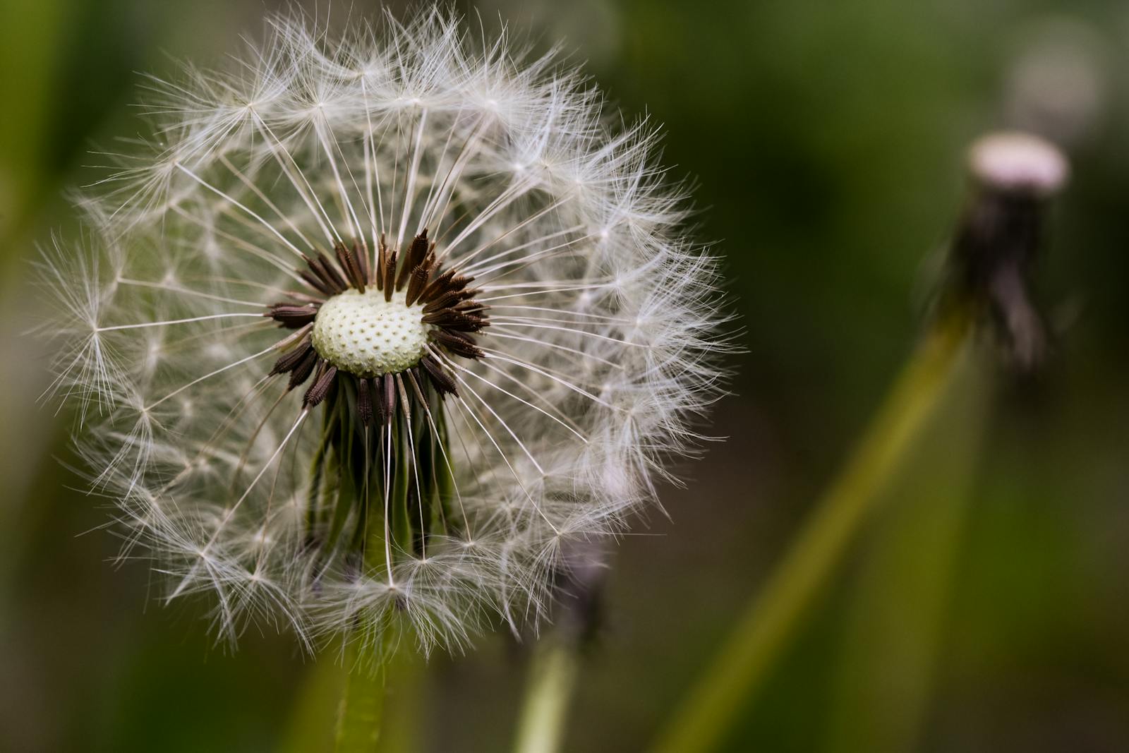 Seed Picture Photos, Download The BEST Free Seed Picture Stock Photos ...