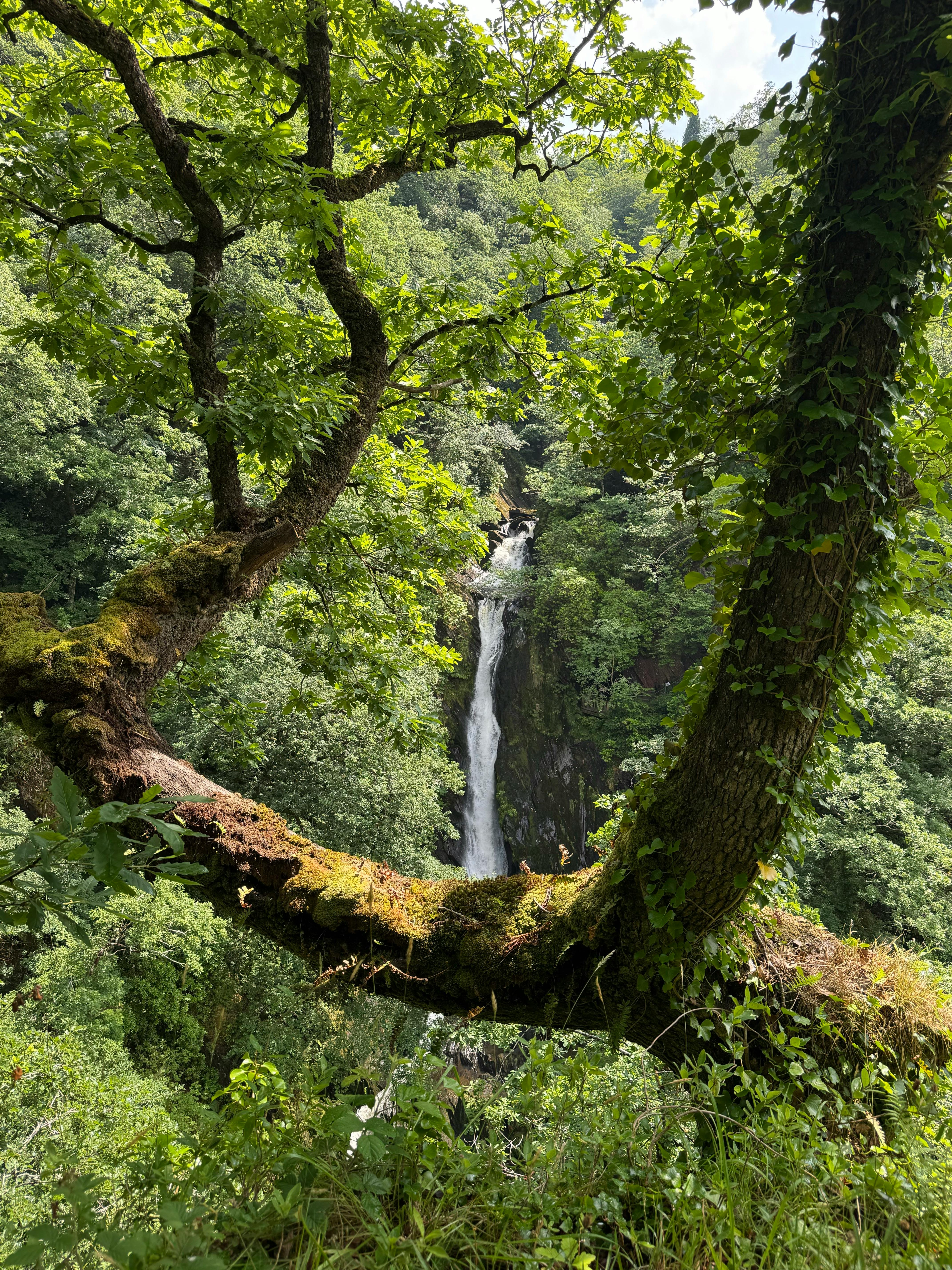 Photogenic Tree Photos, Download The BEST Free Photogenic Tree Stock ...