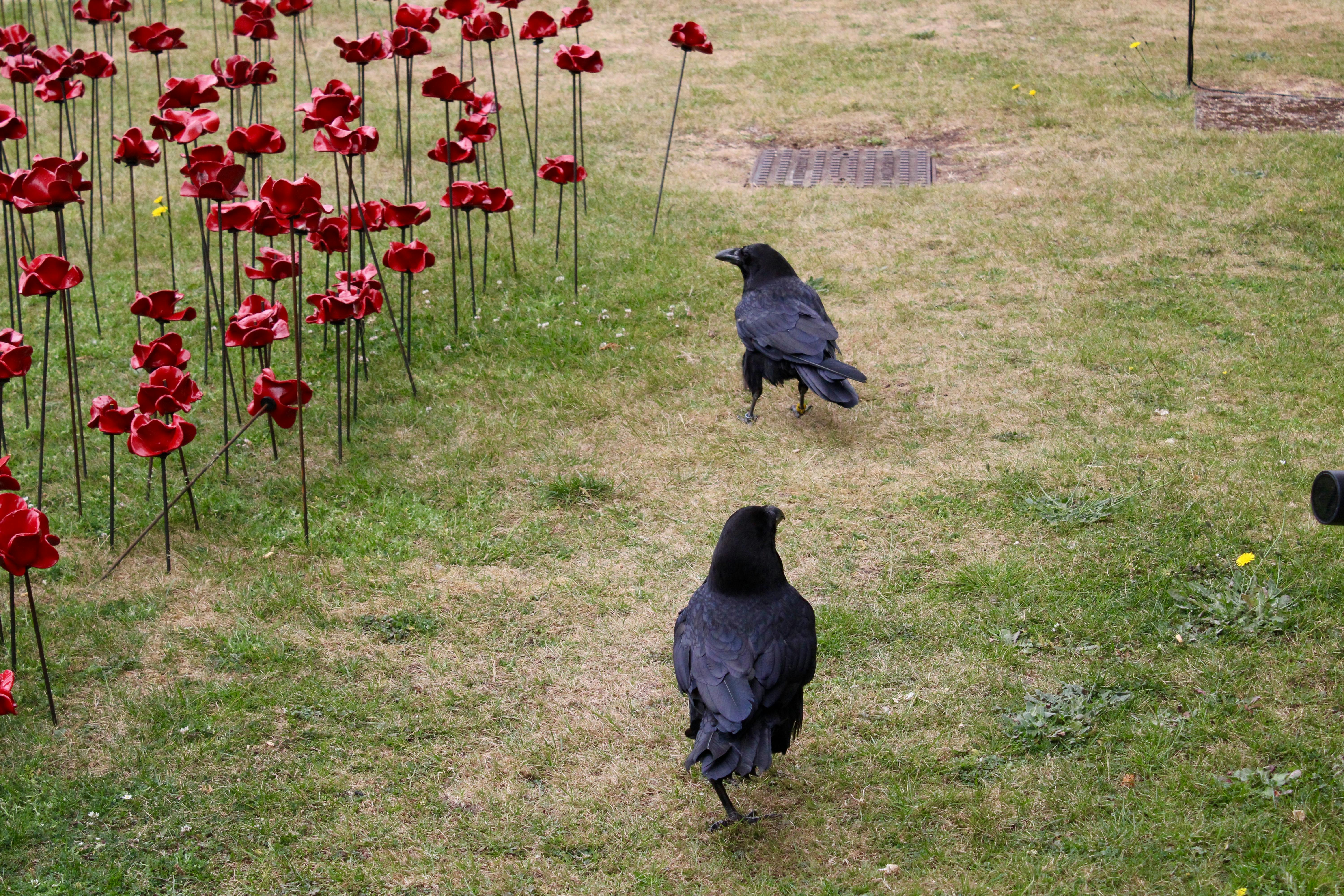 Crows on Grass with Red Flower Installation · Free Stock Photo