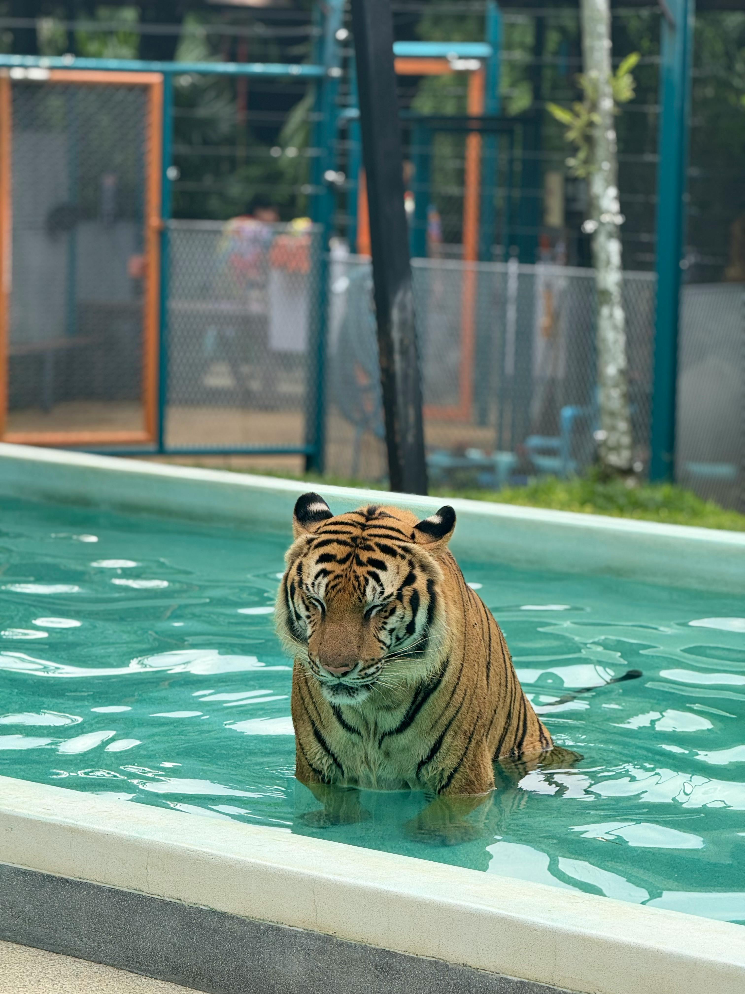 Tiger Images Photos, Download The BEST Free Tiger Images Stock Photos ...