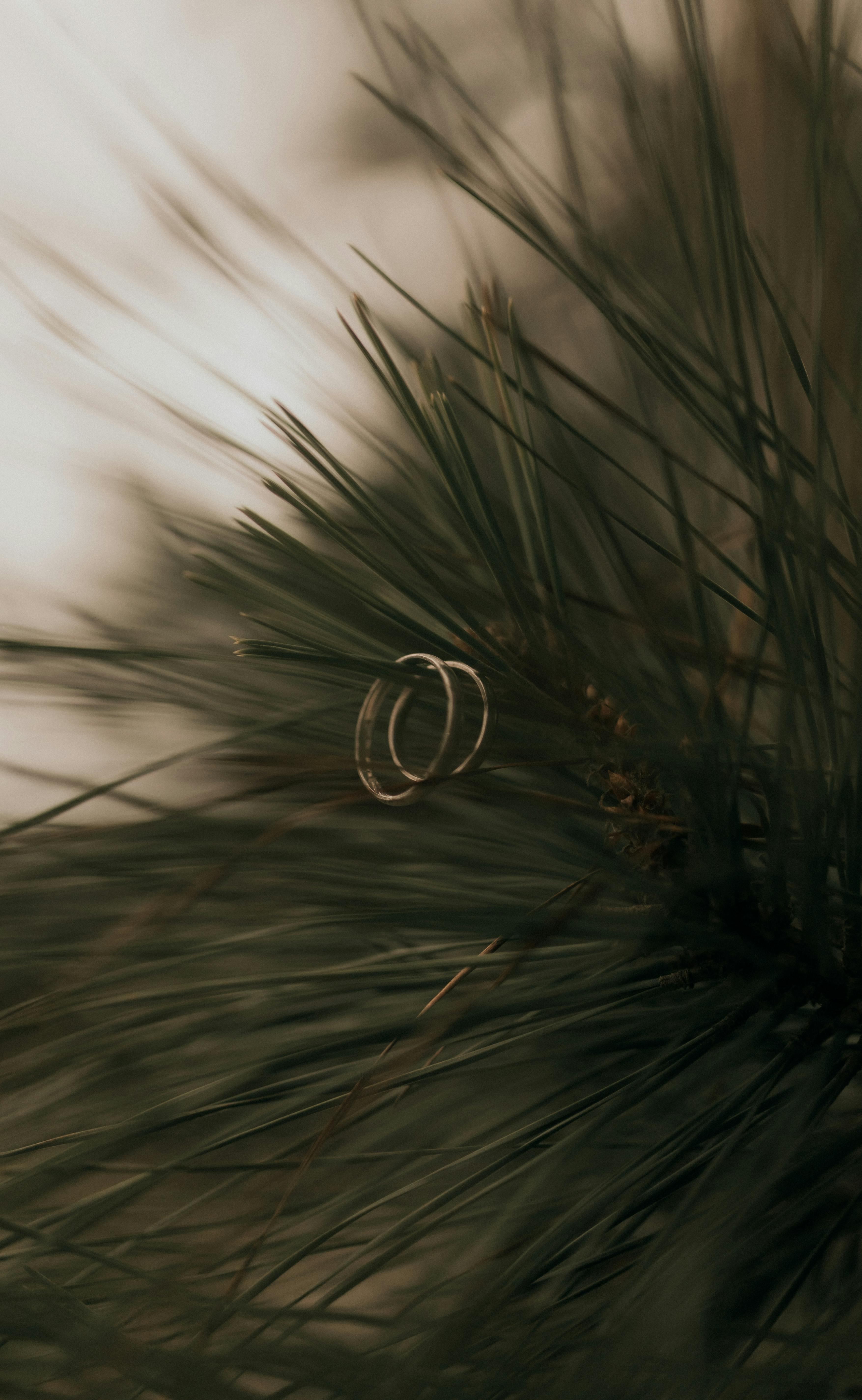 Elegant Wedding Rings on Pine Tree Branch · Free Stock Photo