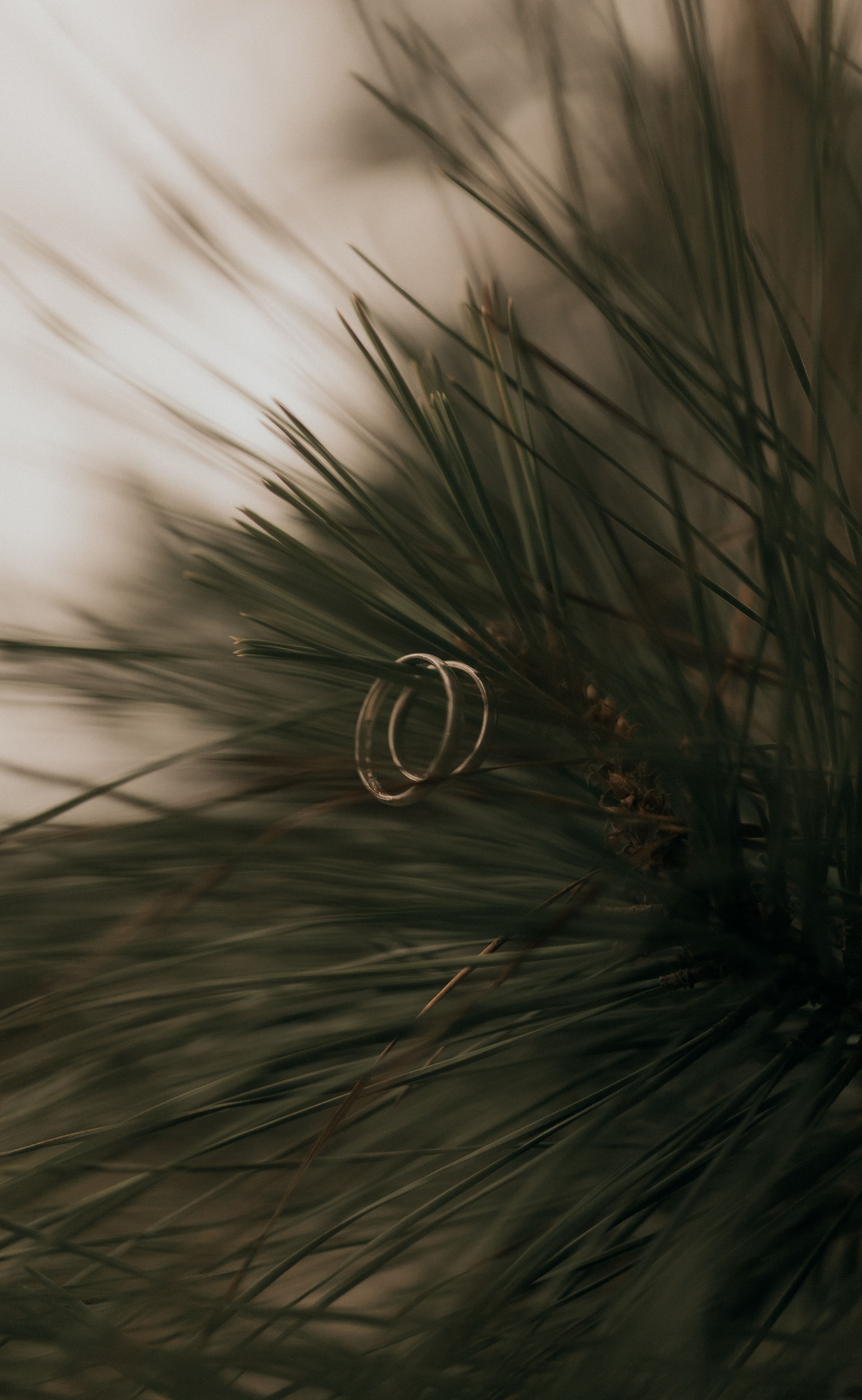 Elegant Wedding Rings on Pine Tree Branch · Free Stock Photo