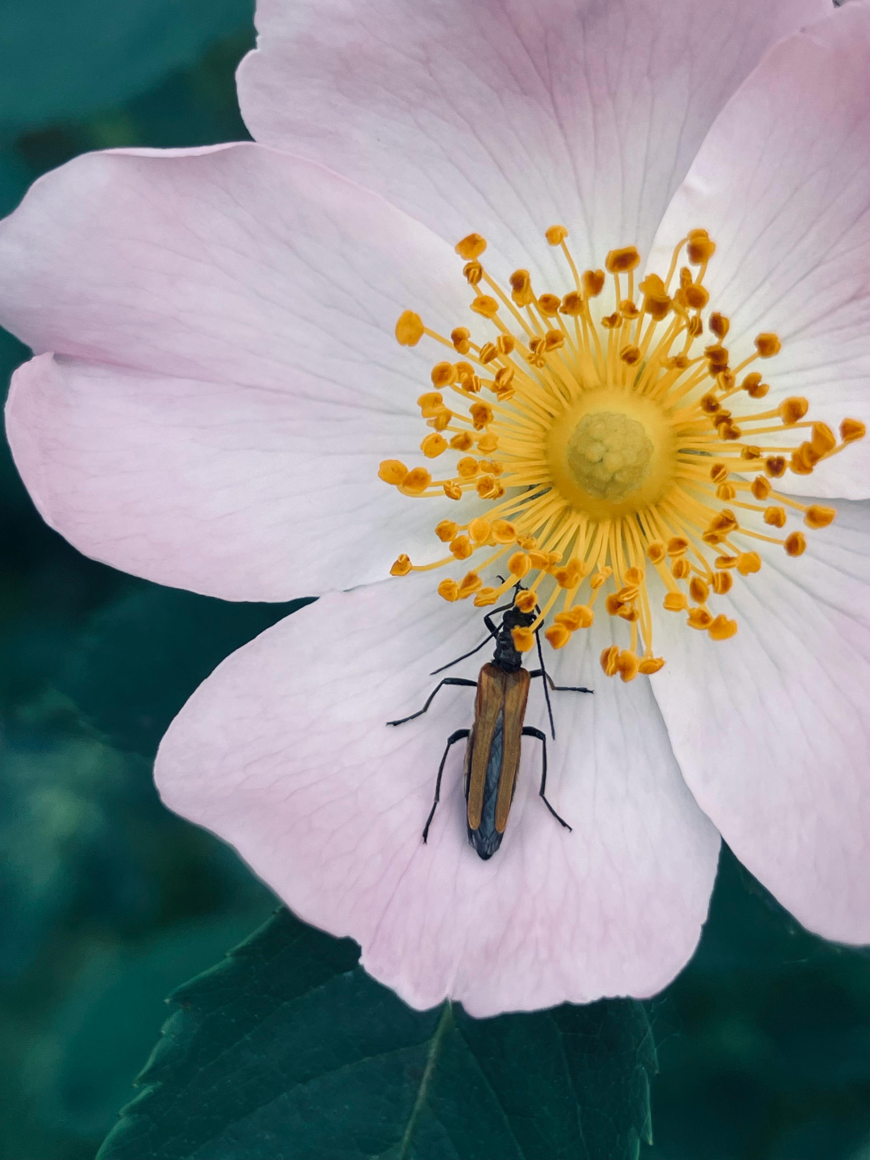 Close-up of Flower with Insect on Petal · Free Stock Photo