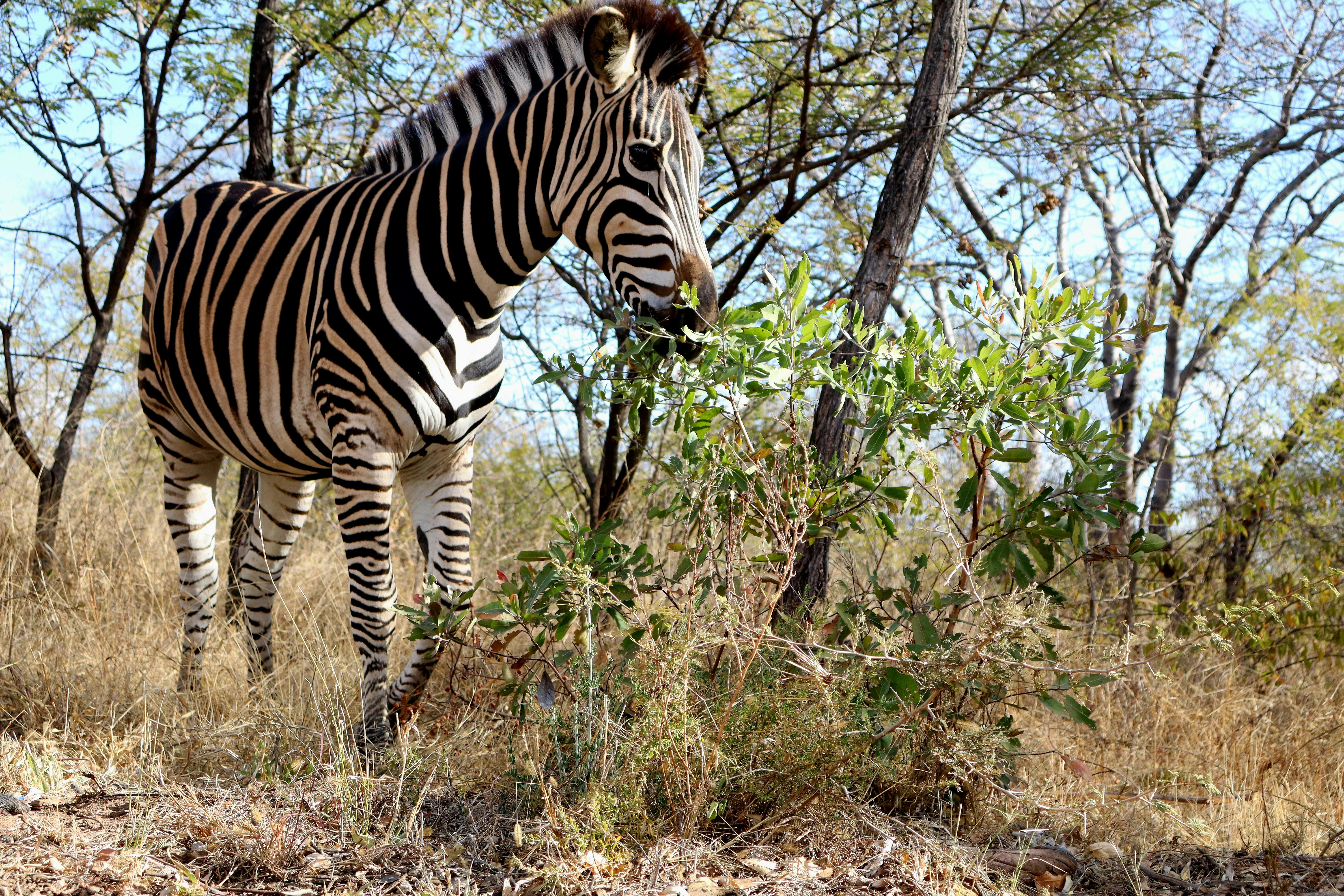 Zebra Near Log and Bushes · Free Stock Photo