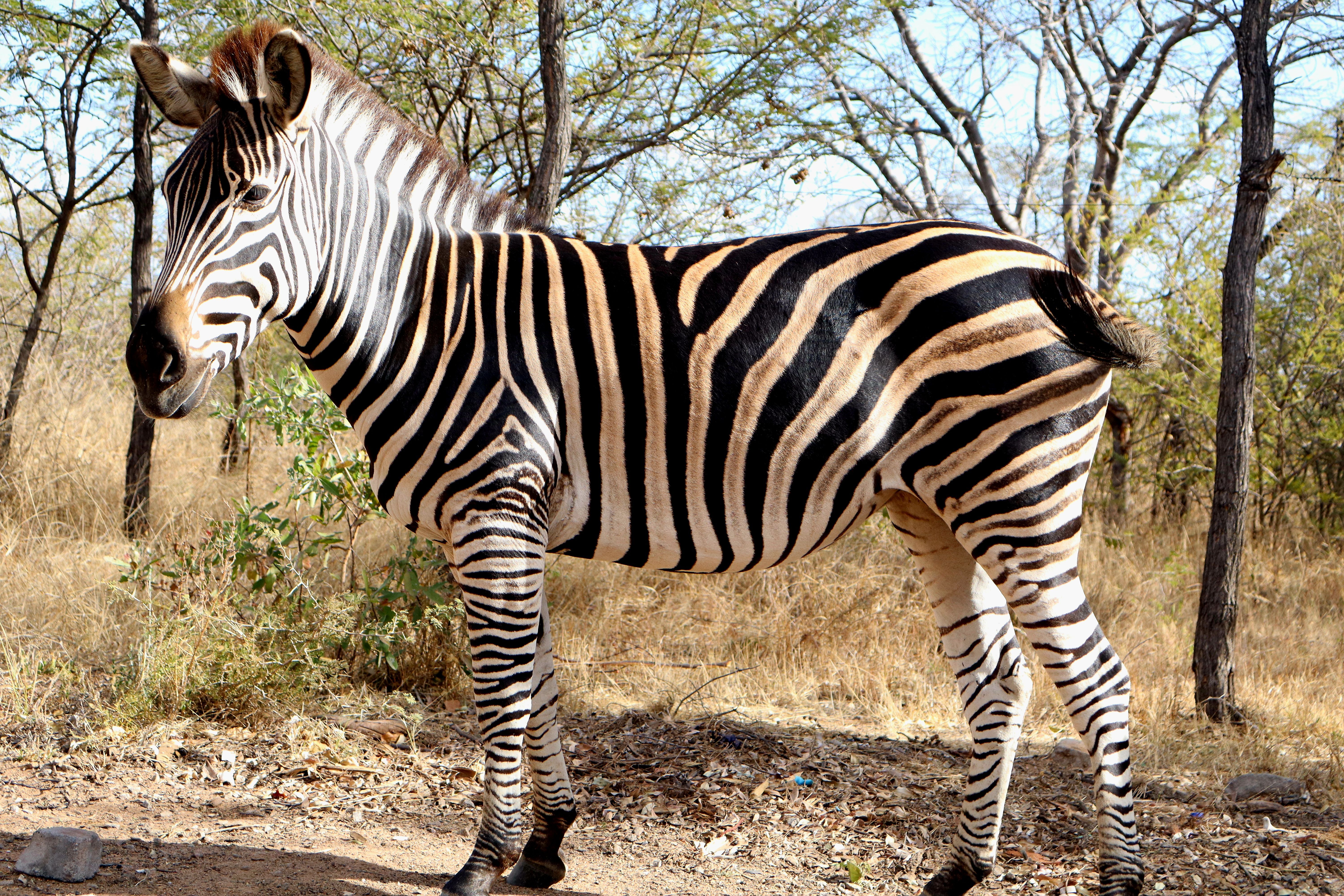 Majestic Zebra in African Wildlife Setting · Free Stock Photo