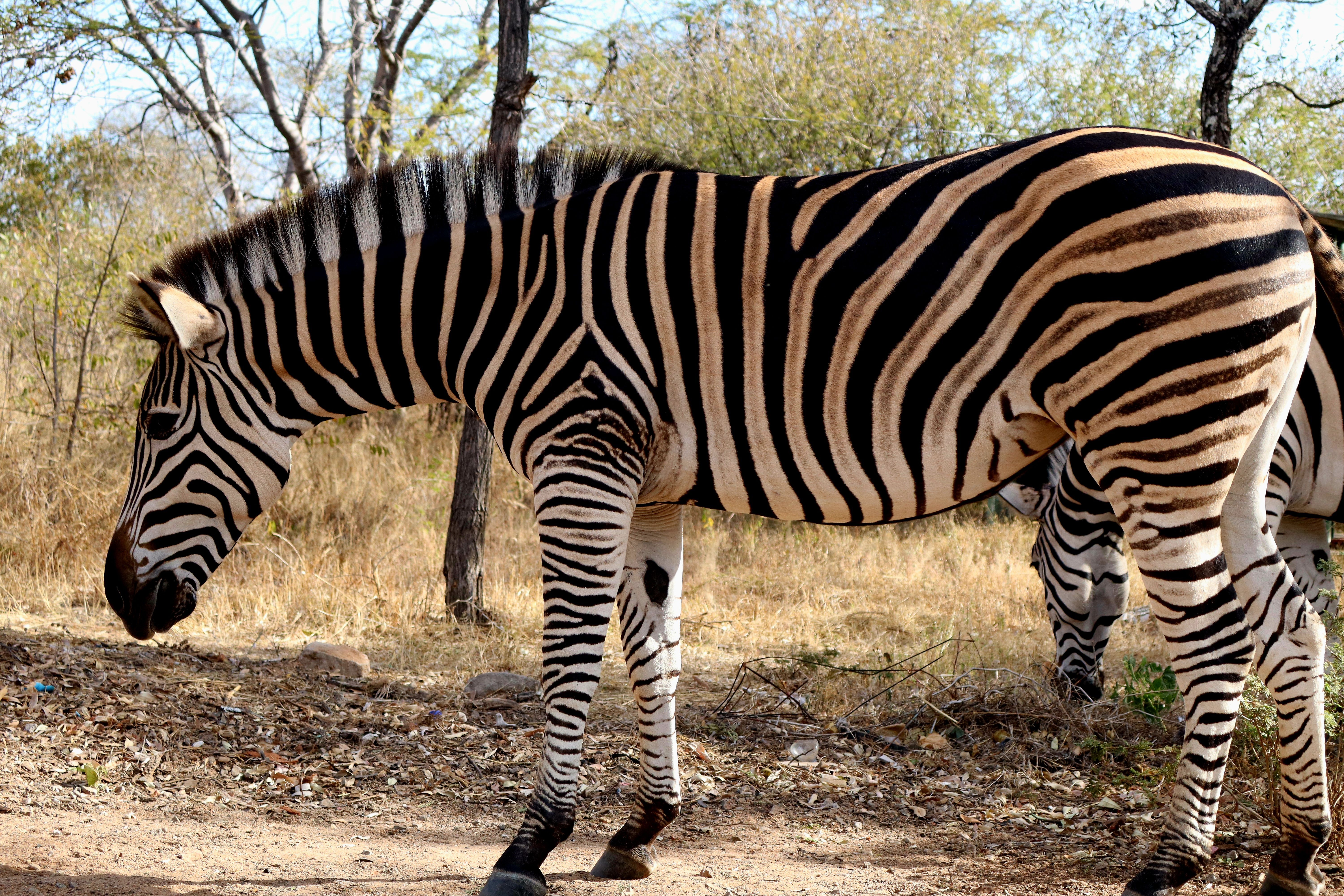 Majestic Zebra in Natural Habitat in Africa · Free Stock Photo