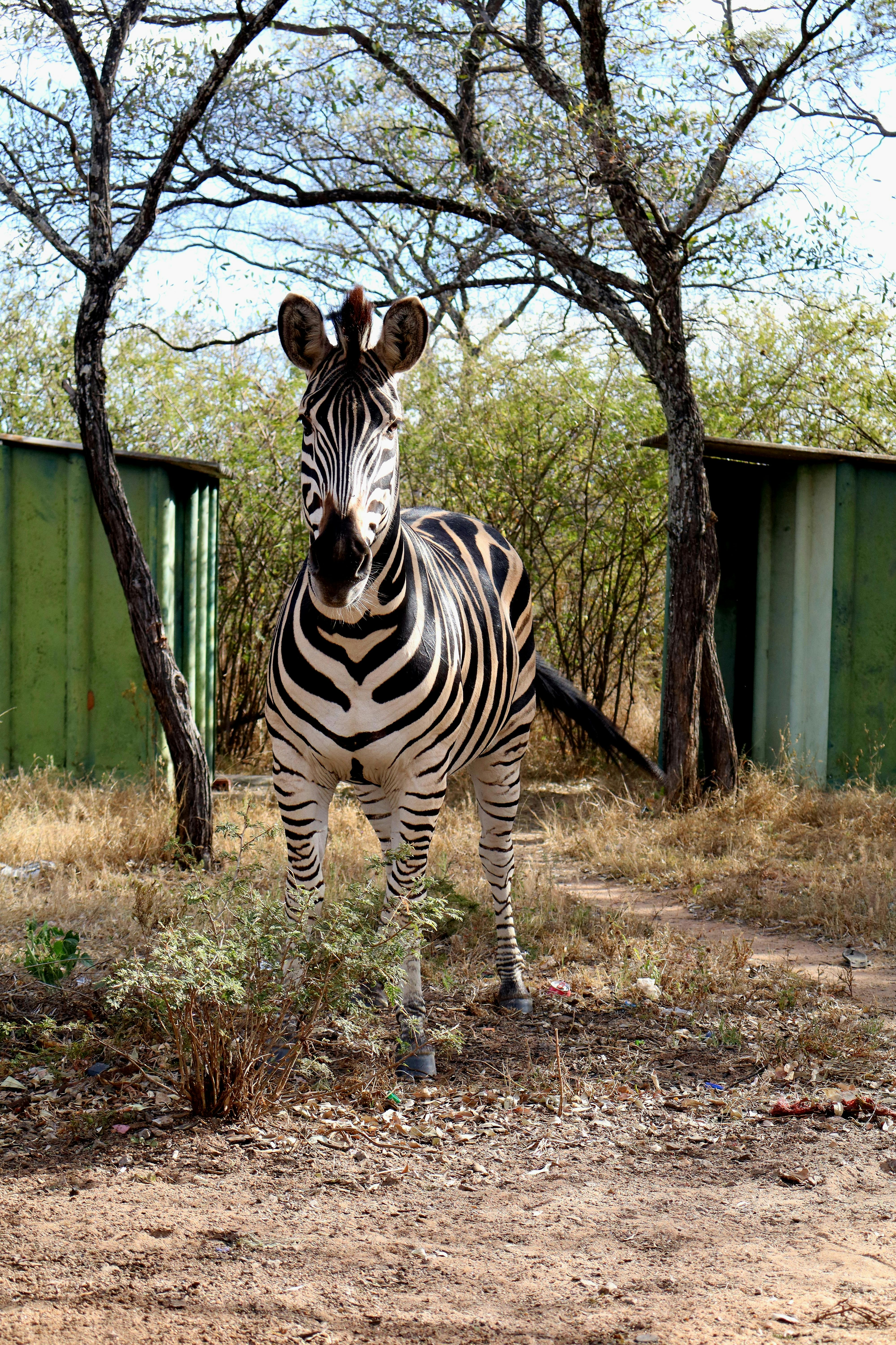Zebra Near Log and Bushes · Free Stock Photo