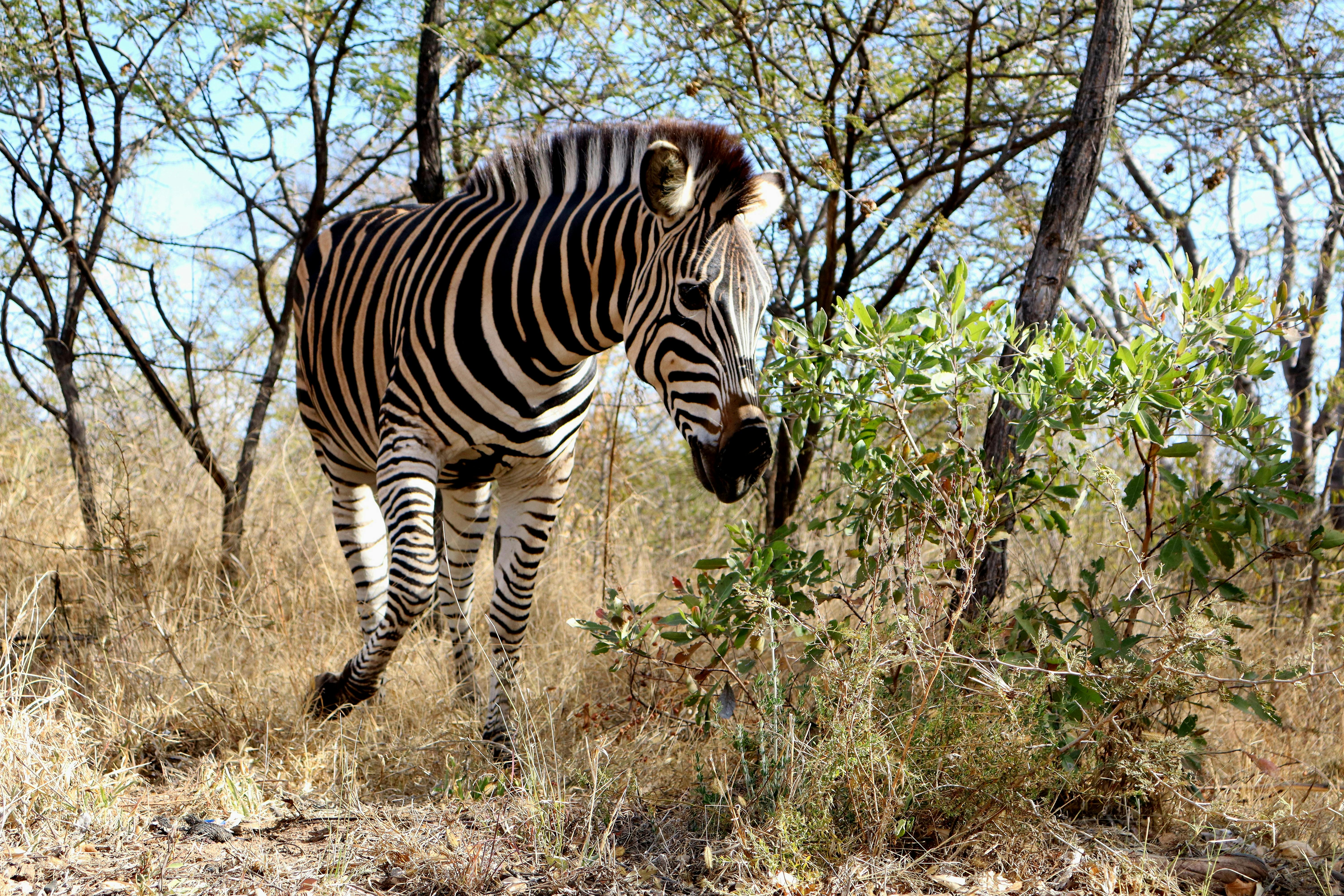 Zebra Near Log and Bushes · Free Stock Photo