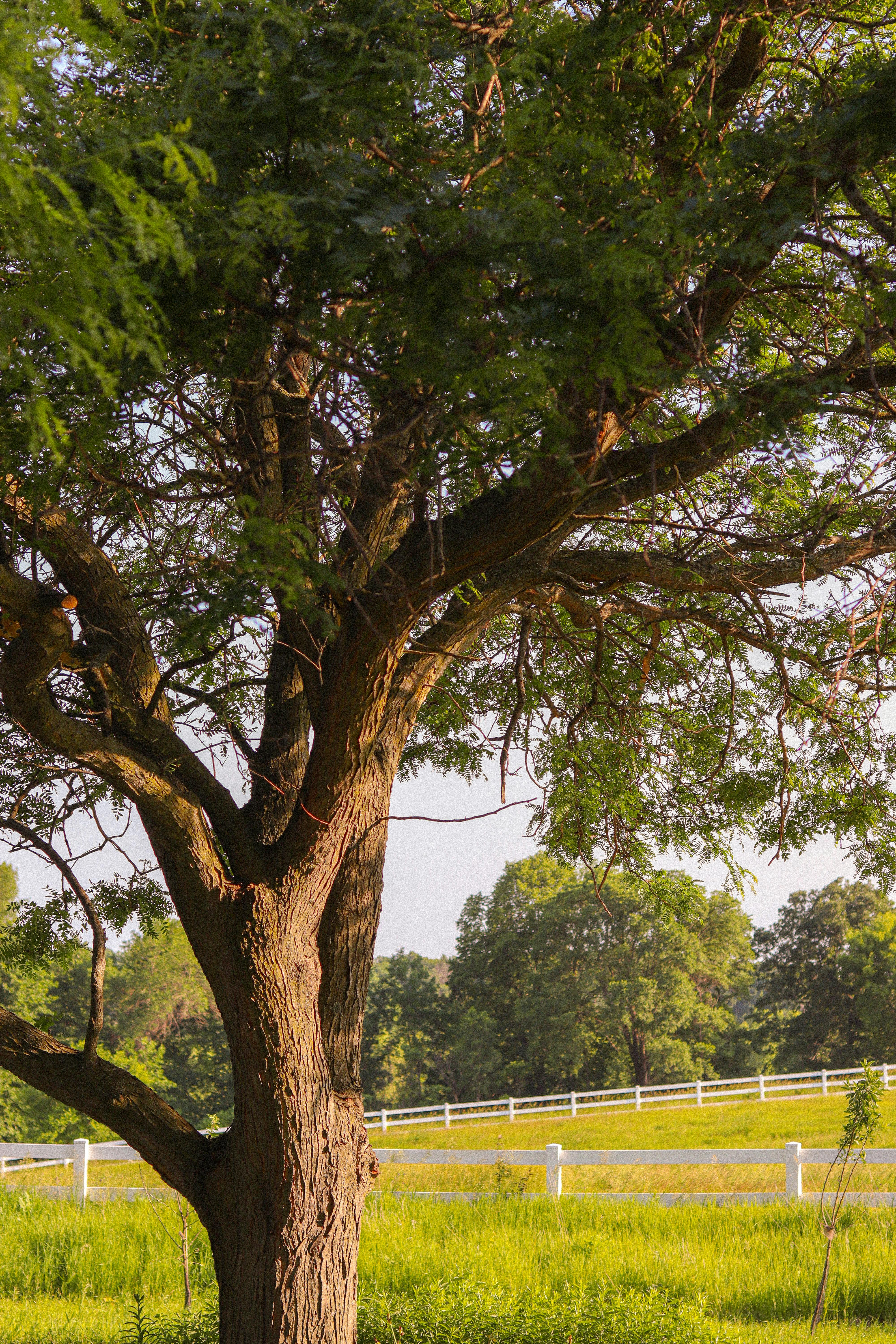 Gini Grass Photos, Download The BEST Free Gini Grass Stock Photos & HD ...