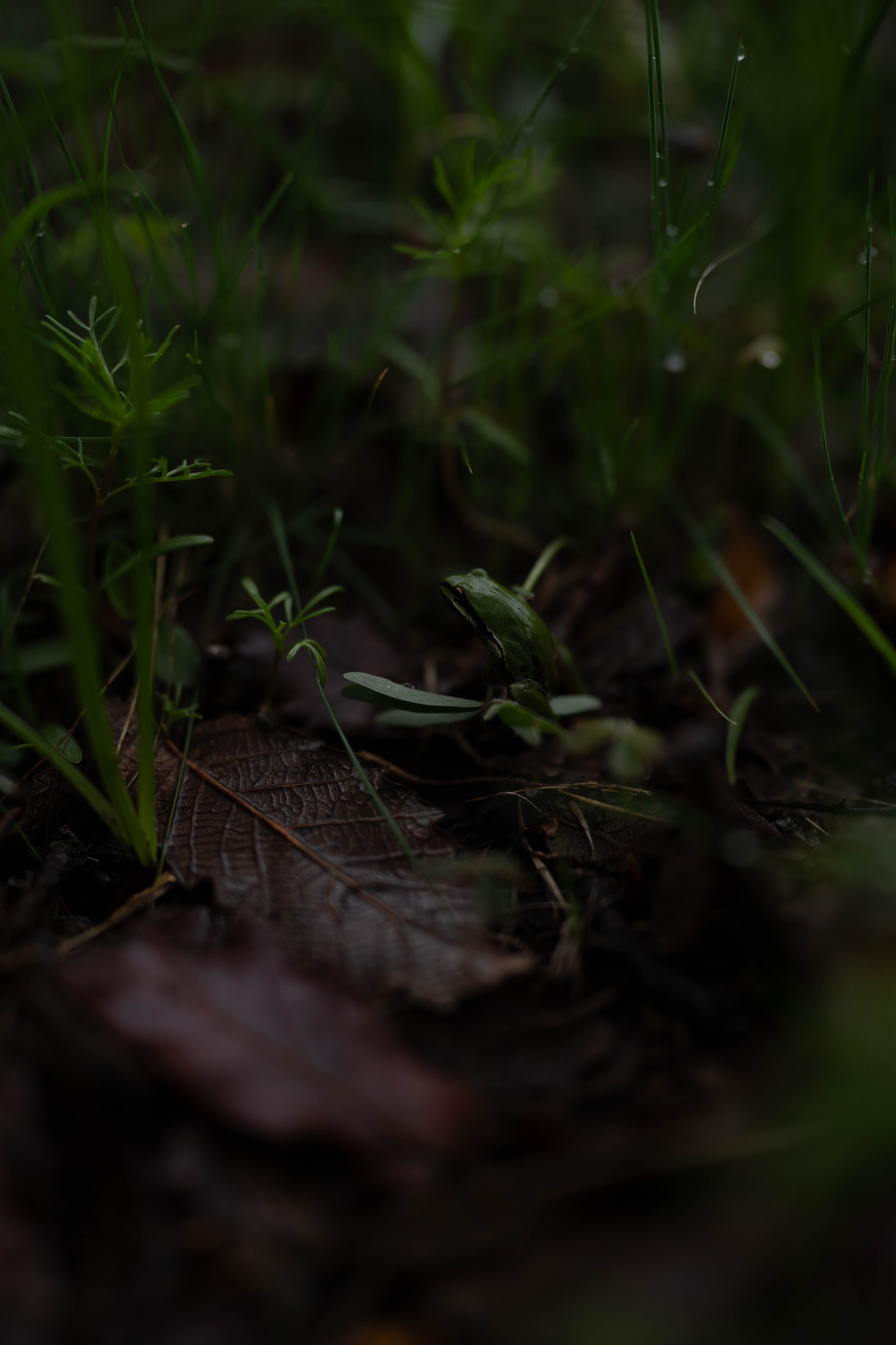 Close-Up of a Frog on Forest Floor · Free Stock Photo